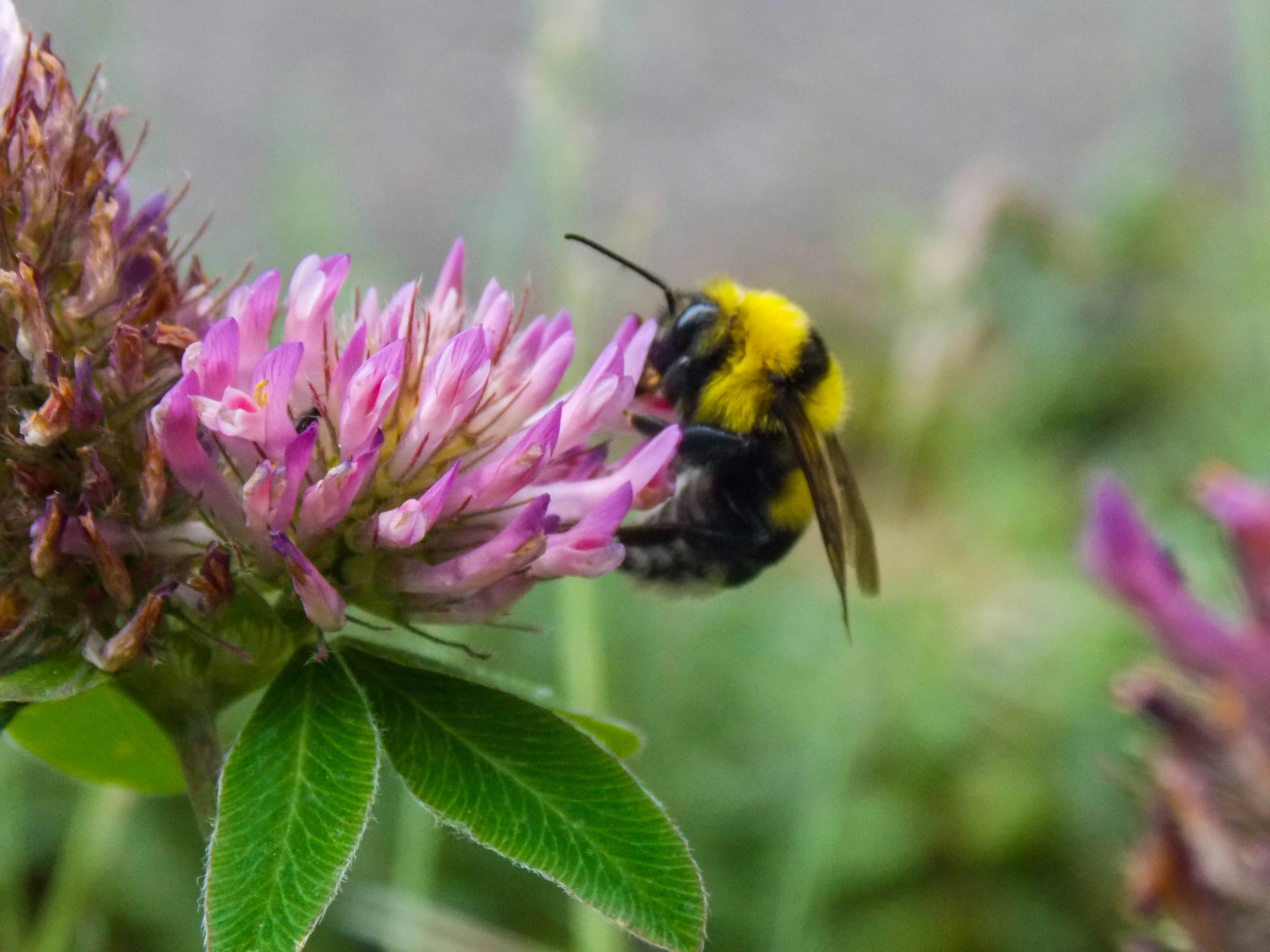 Macro close-up of a bumblebee feeding on a pink flower with green leaves in soft outdoor light. (This is a photograph.)