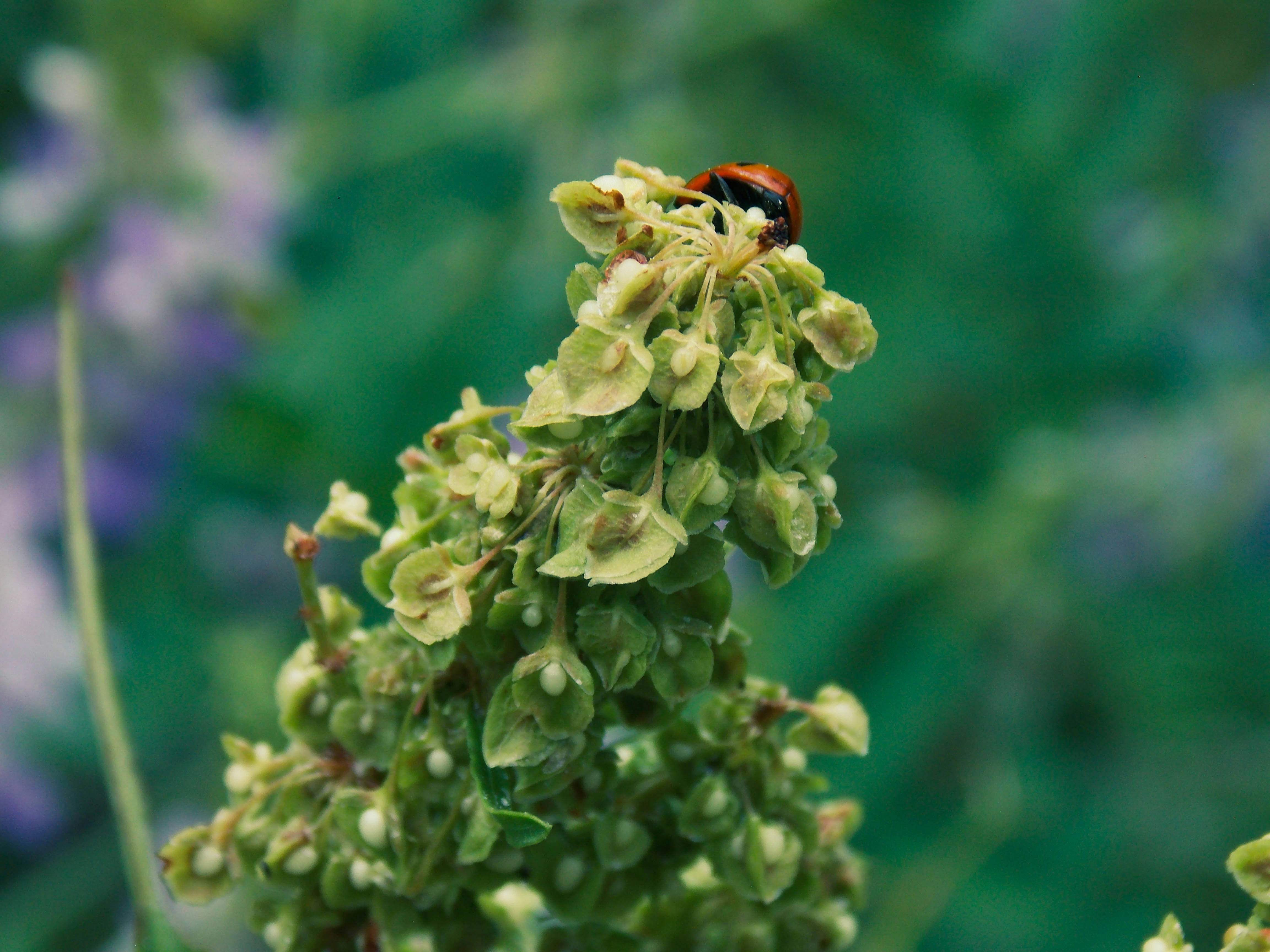 Close-up of a red ladybug perched atop a pale green flowering spike with a blurred green background.