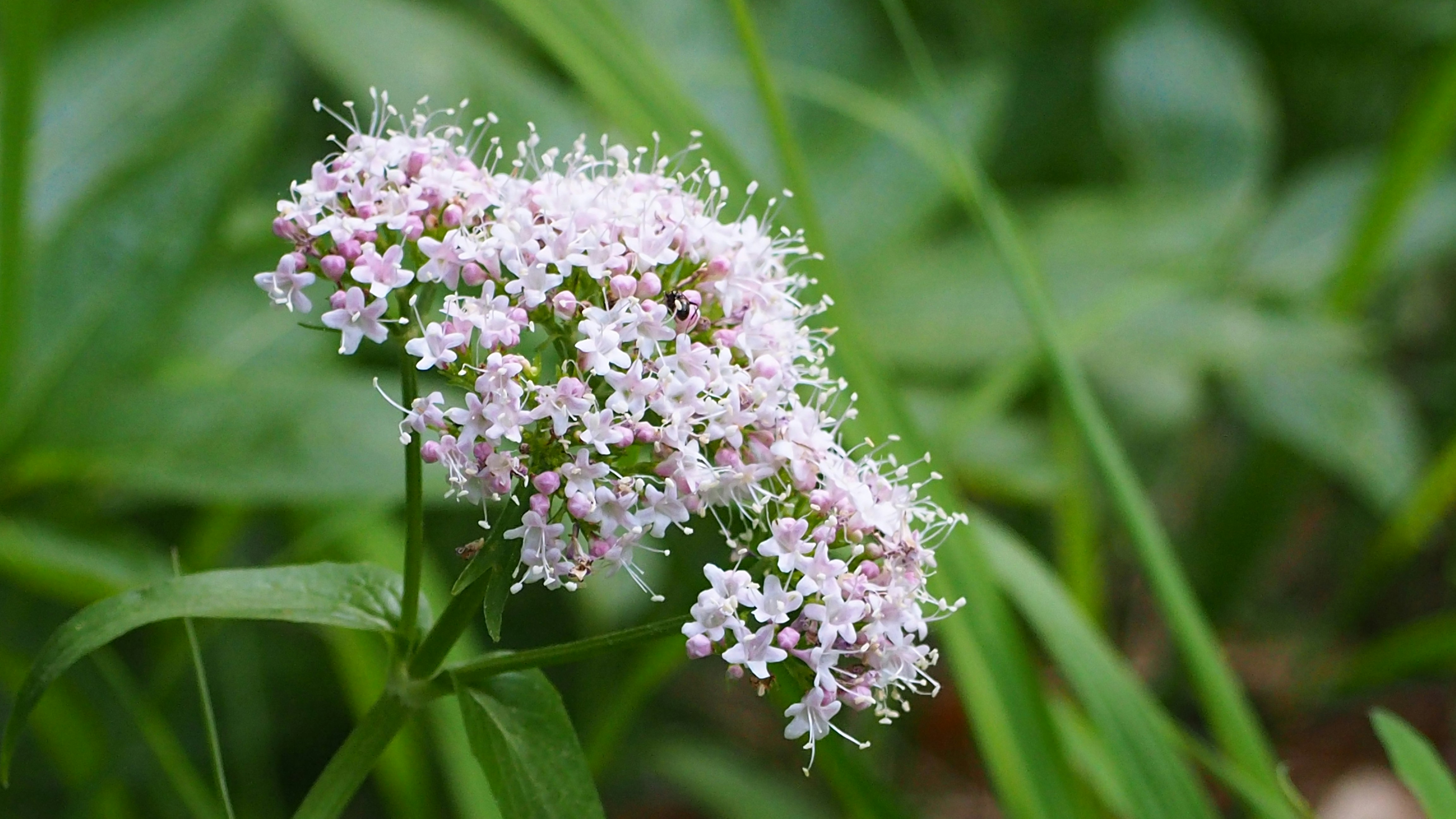 Soft Pink Umbrella: Macro of Tiny Blossoms Crowning a Green Stem