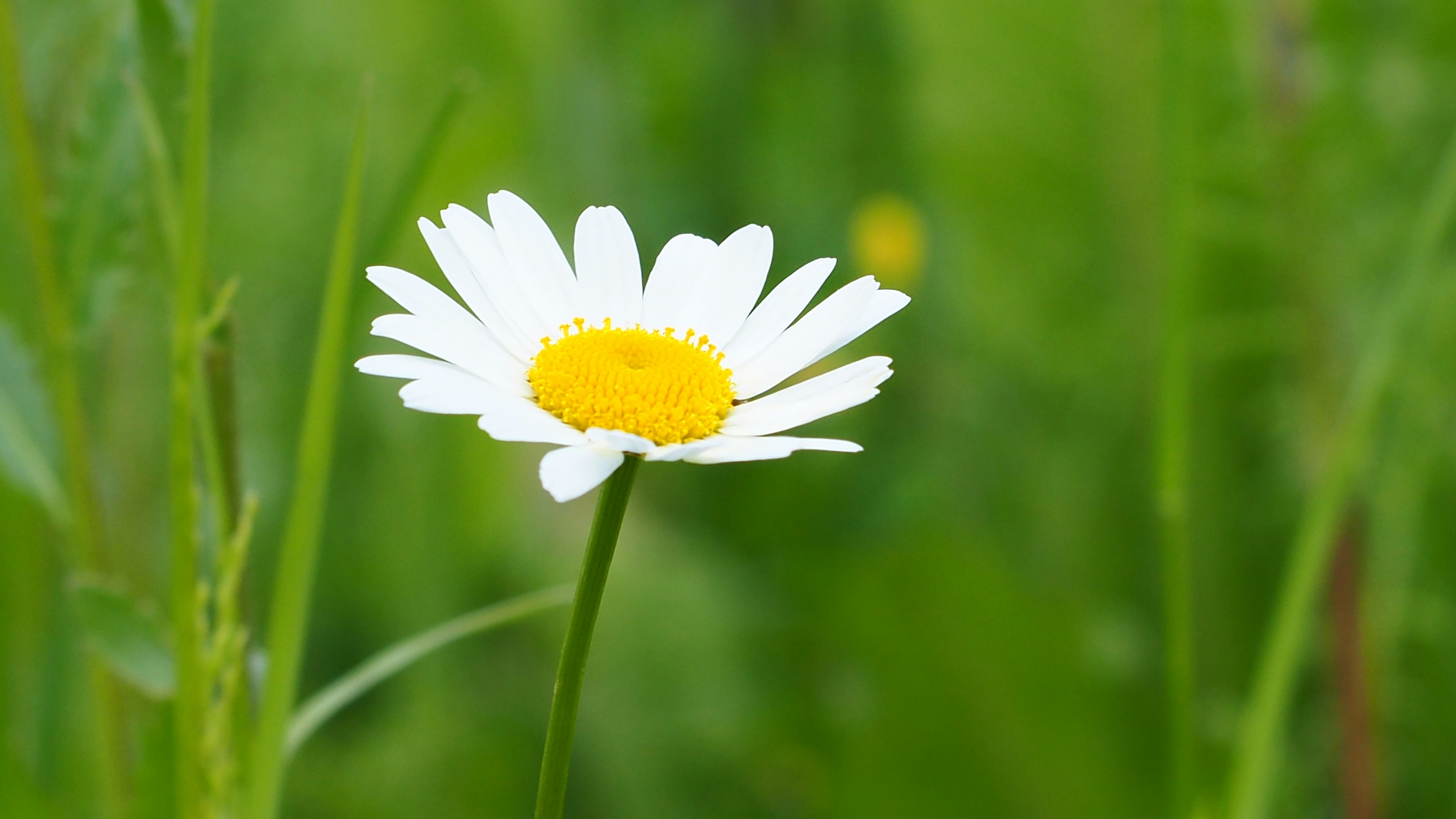 Daisy in a Sea of Green