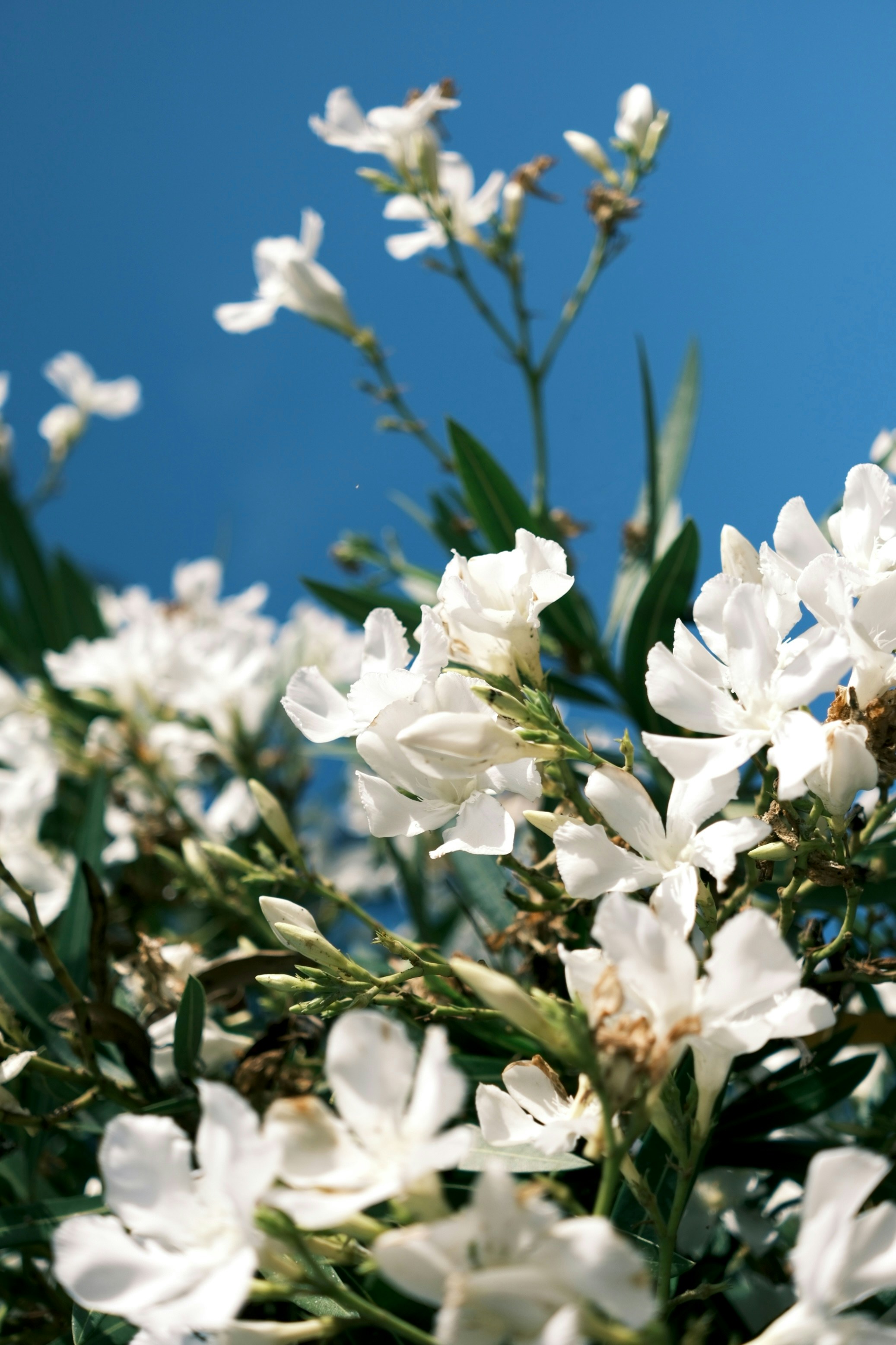 White blossoms against a vivid blue sky
