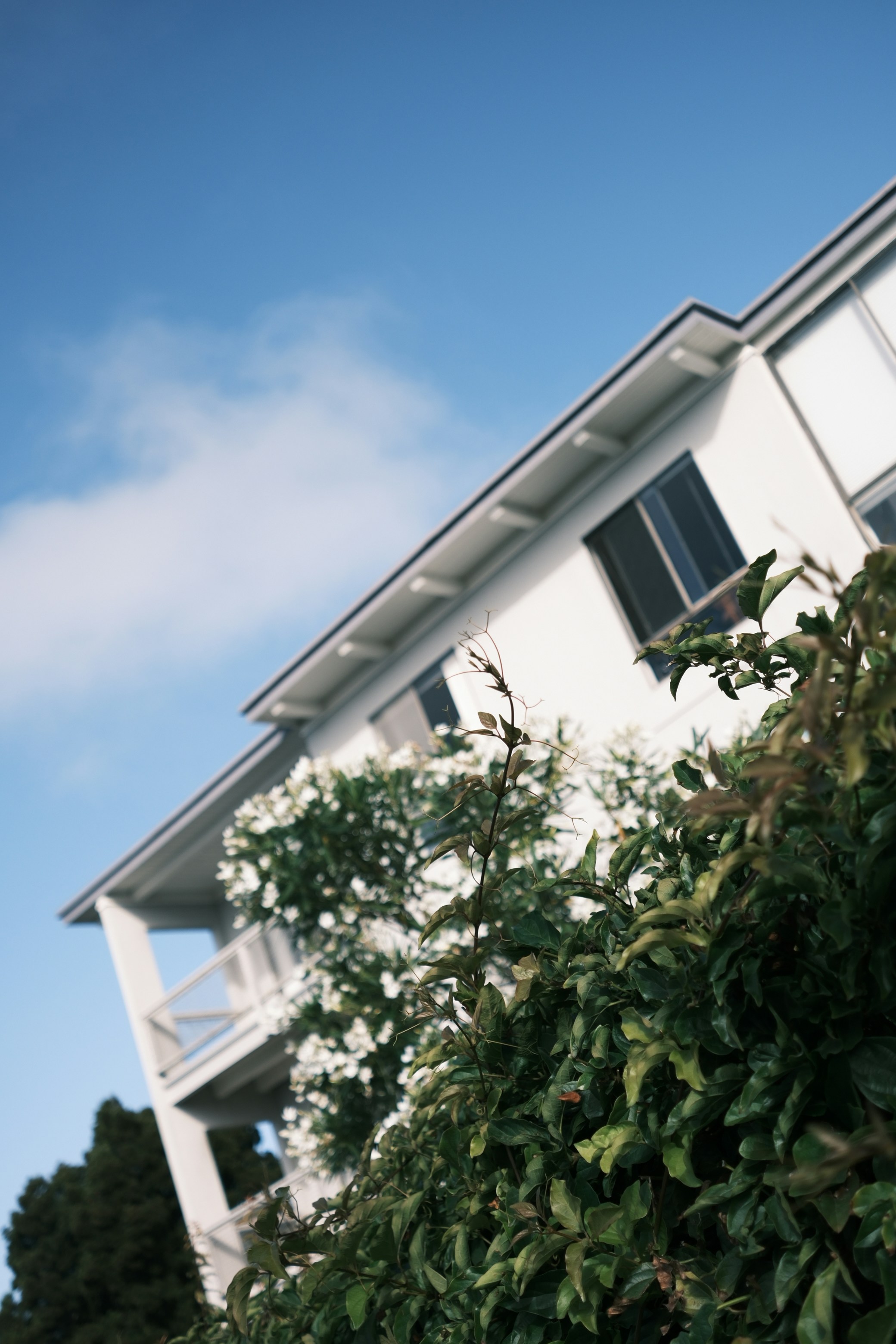 Angular House Obscured by Greenery Under a Clear Sky