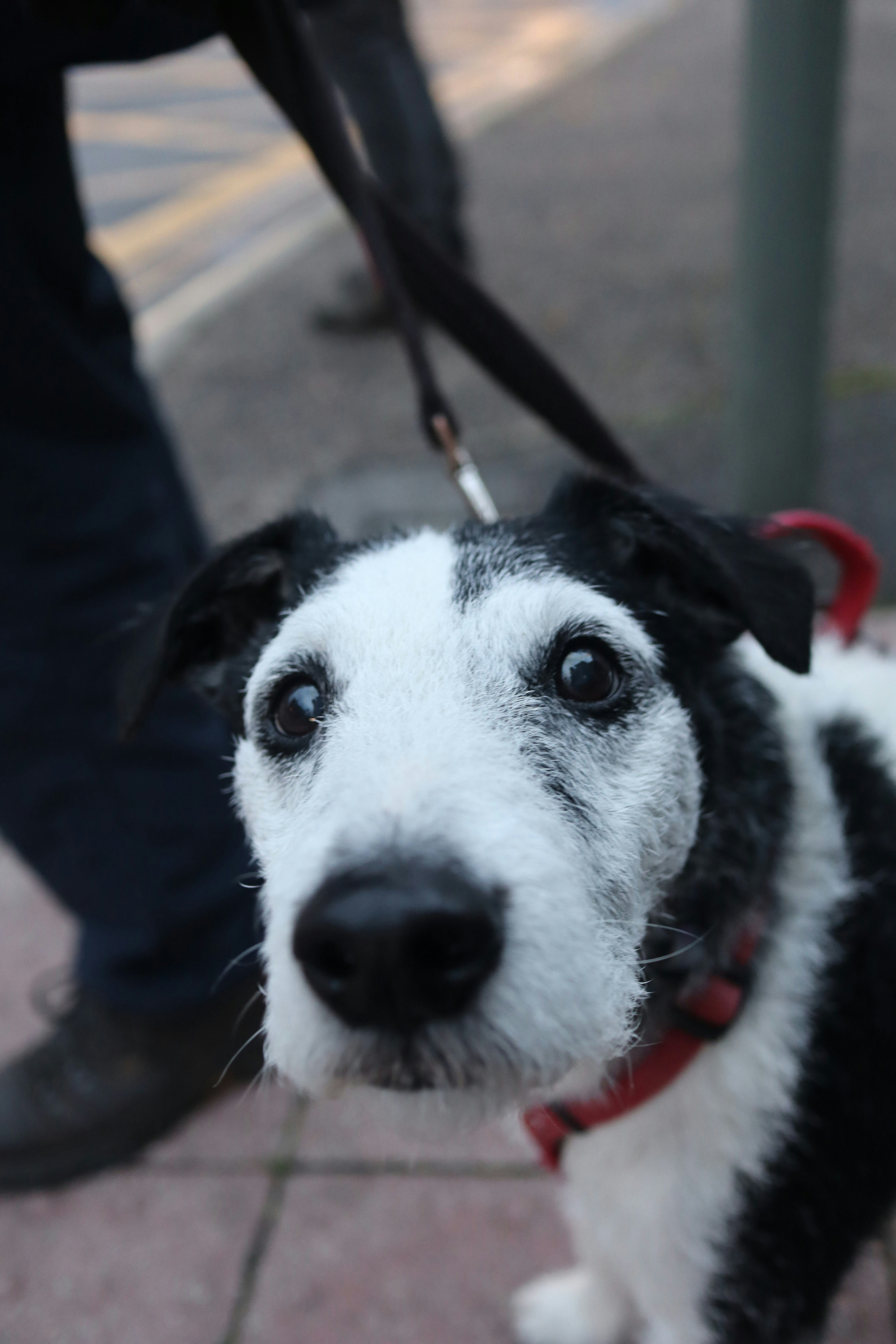 Curious Pup بالنose in Focus
