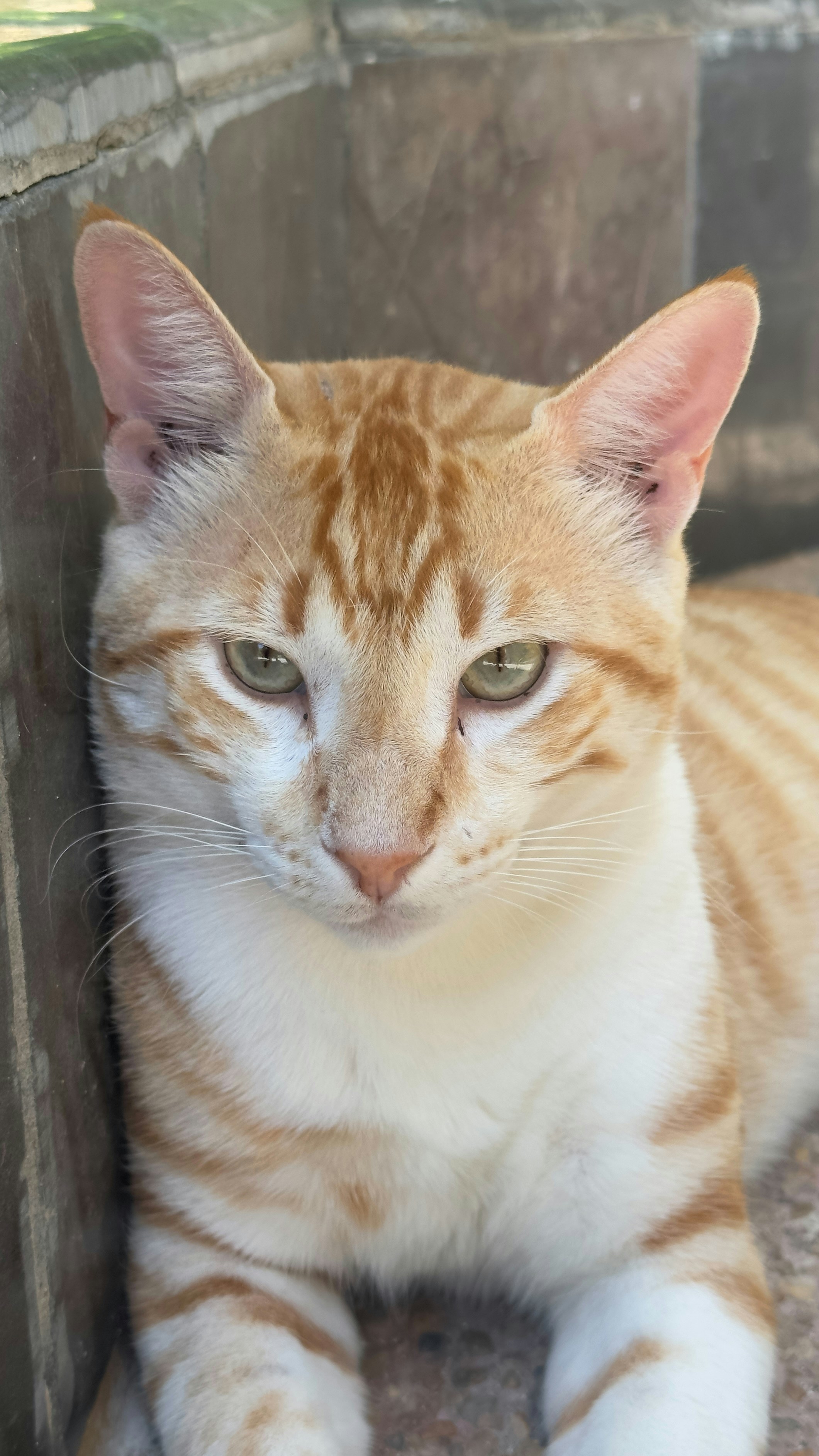 Close‑up of a calm orange tabby peering from a wooden corner