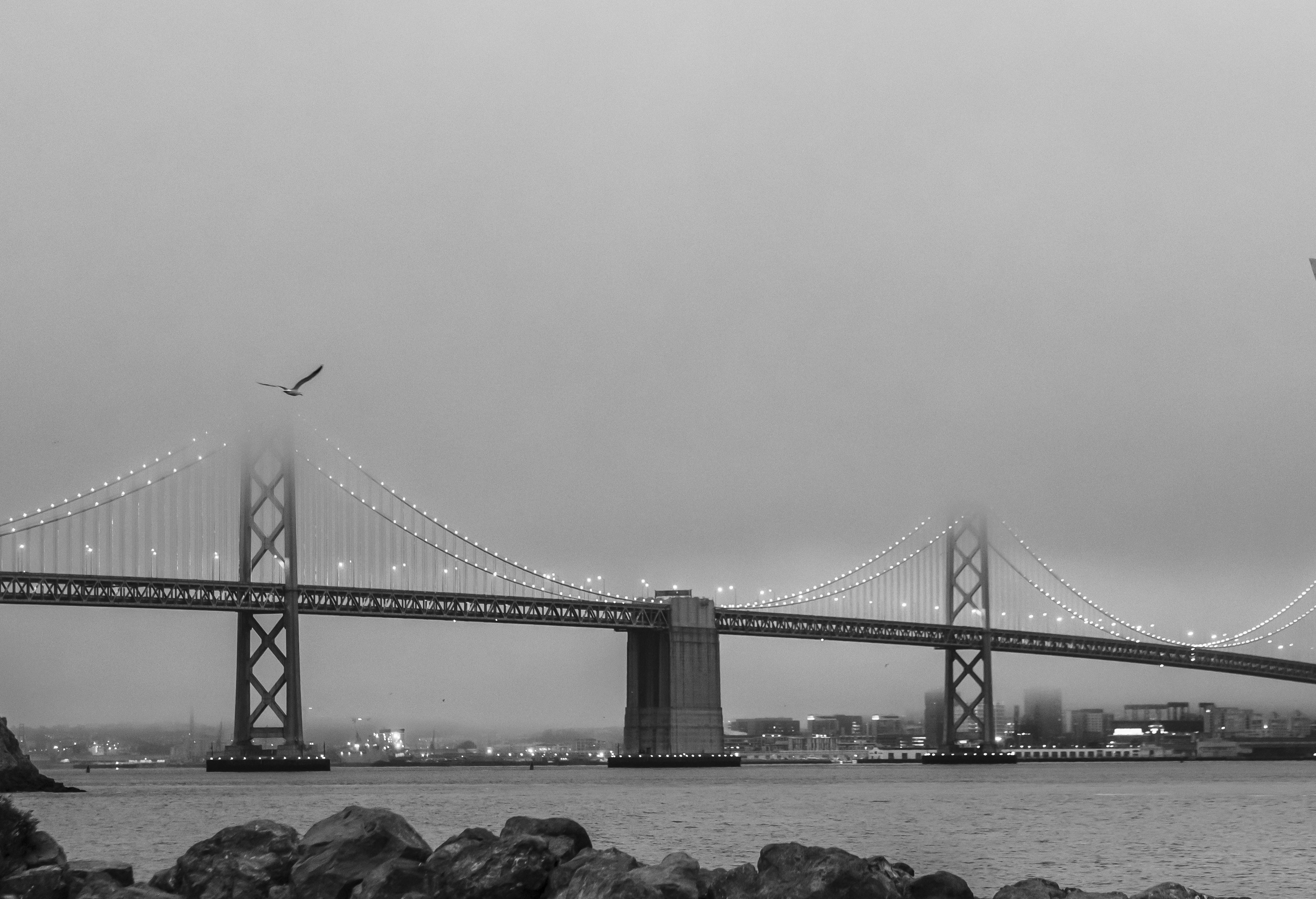Lightning in the Bay: A Seagull Over the Silhouetted Suspension