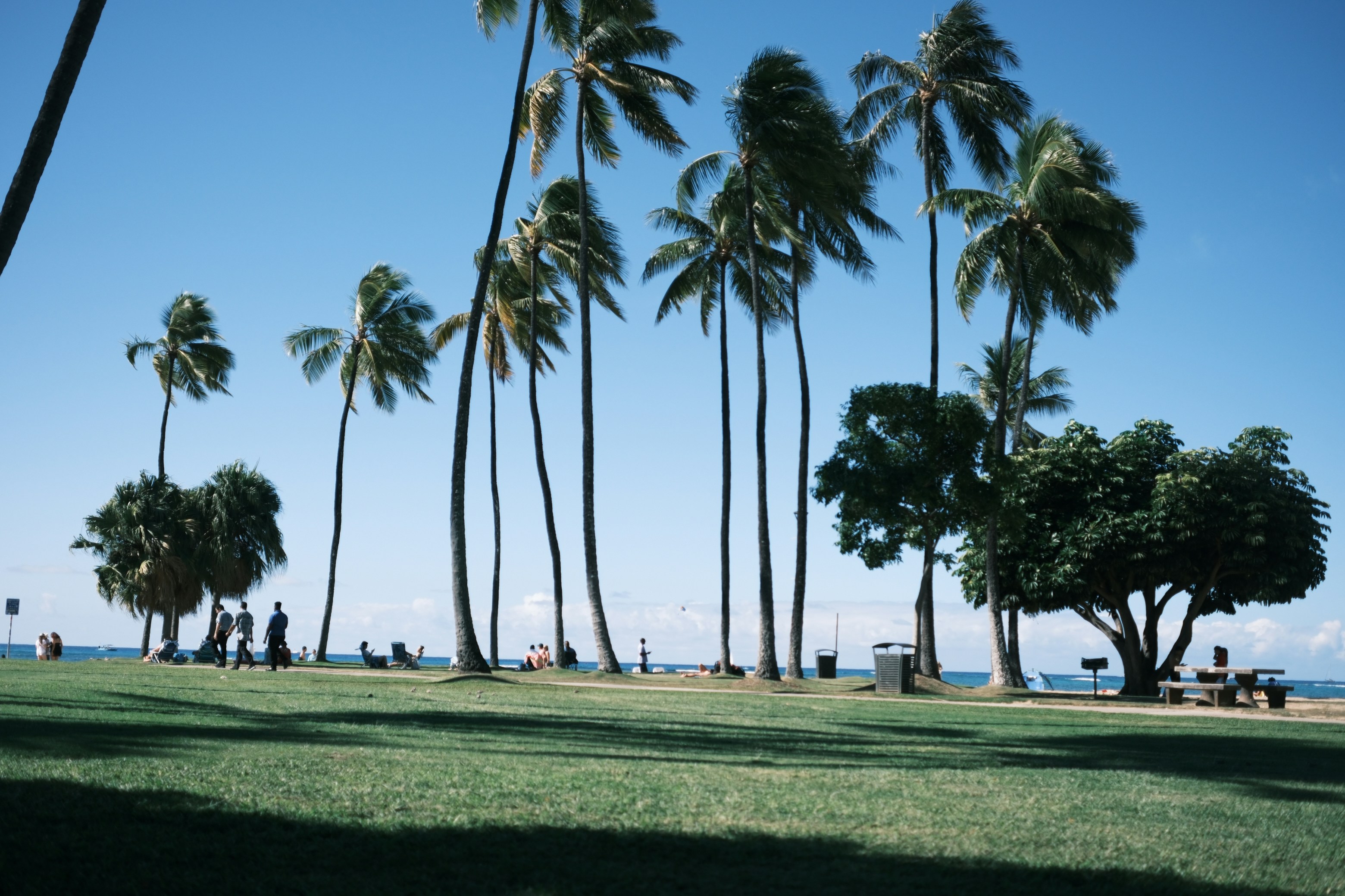 Lone Line of Palm Shadows Over a Quiet Beach Park