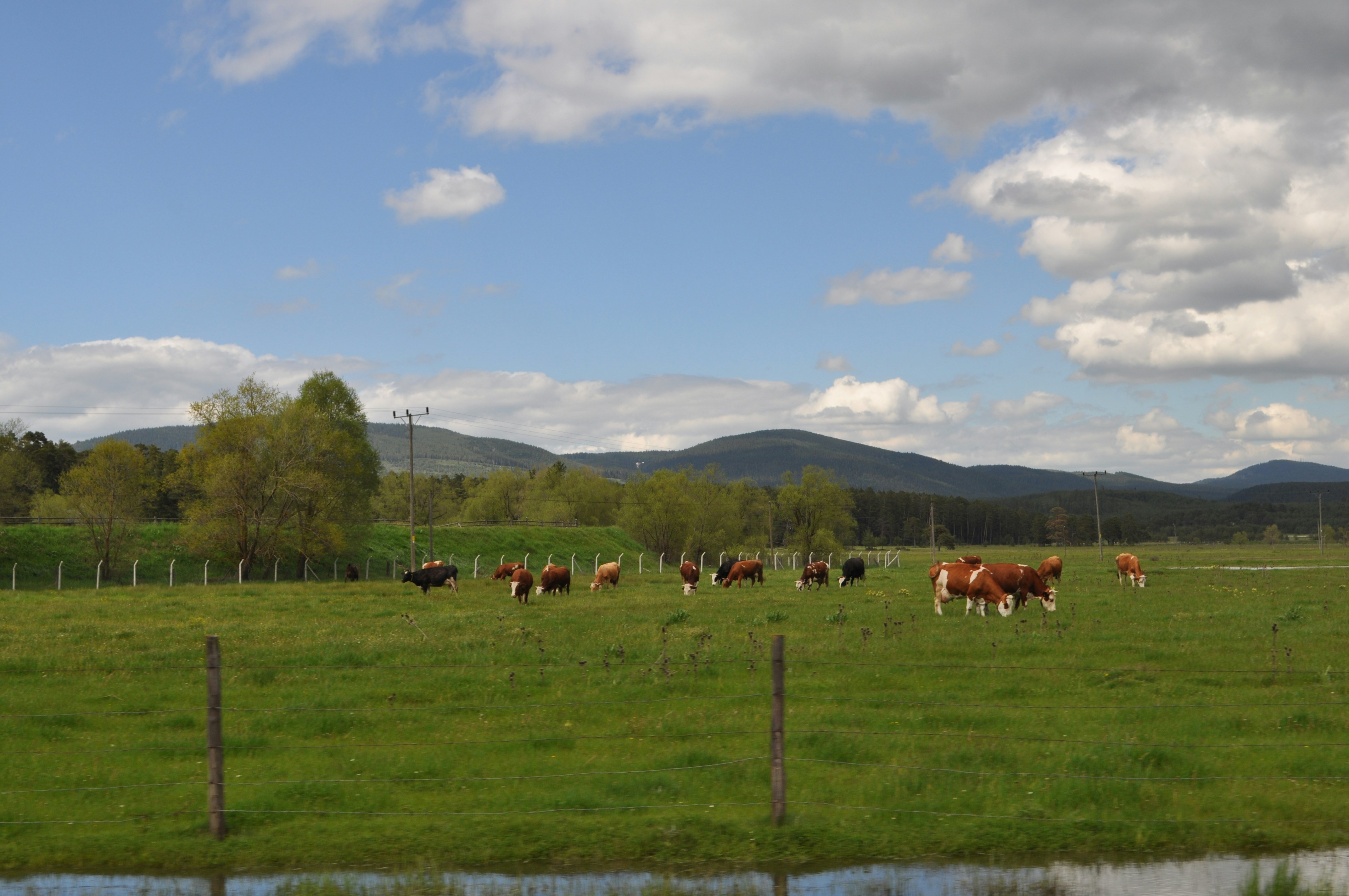 Cattle Grazing Under Wide-Open Skies