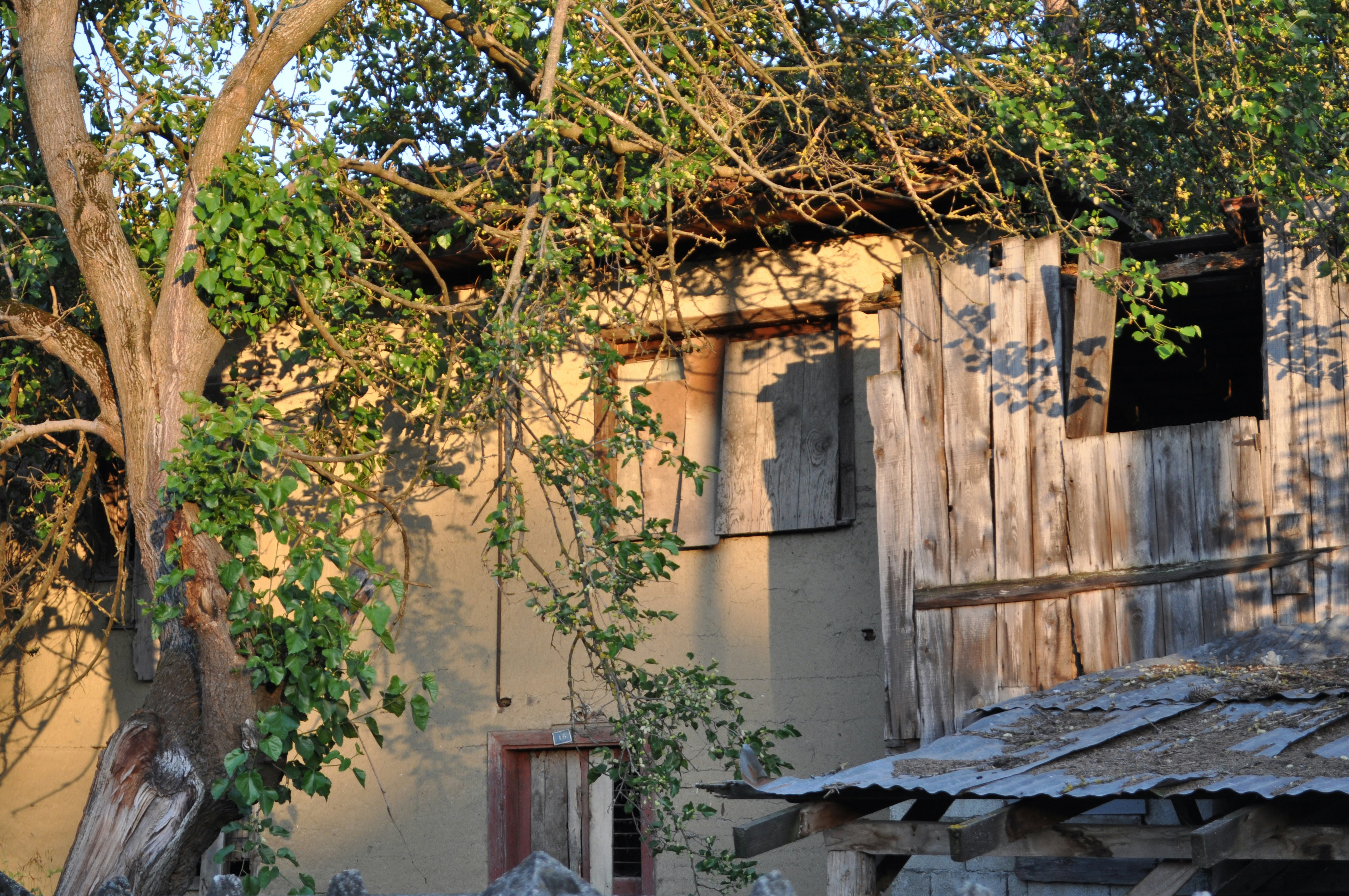Weathered building facade with ivy-draped branches and a corrugated roof bathed in warm afternoon light.