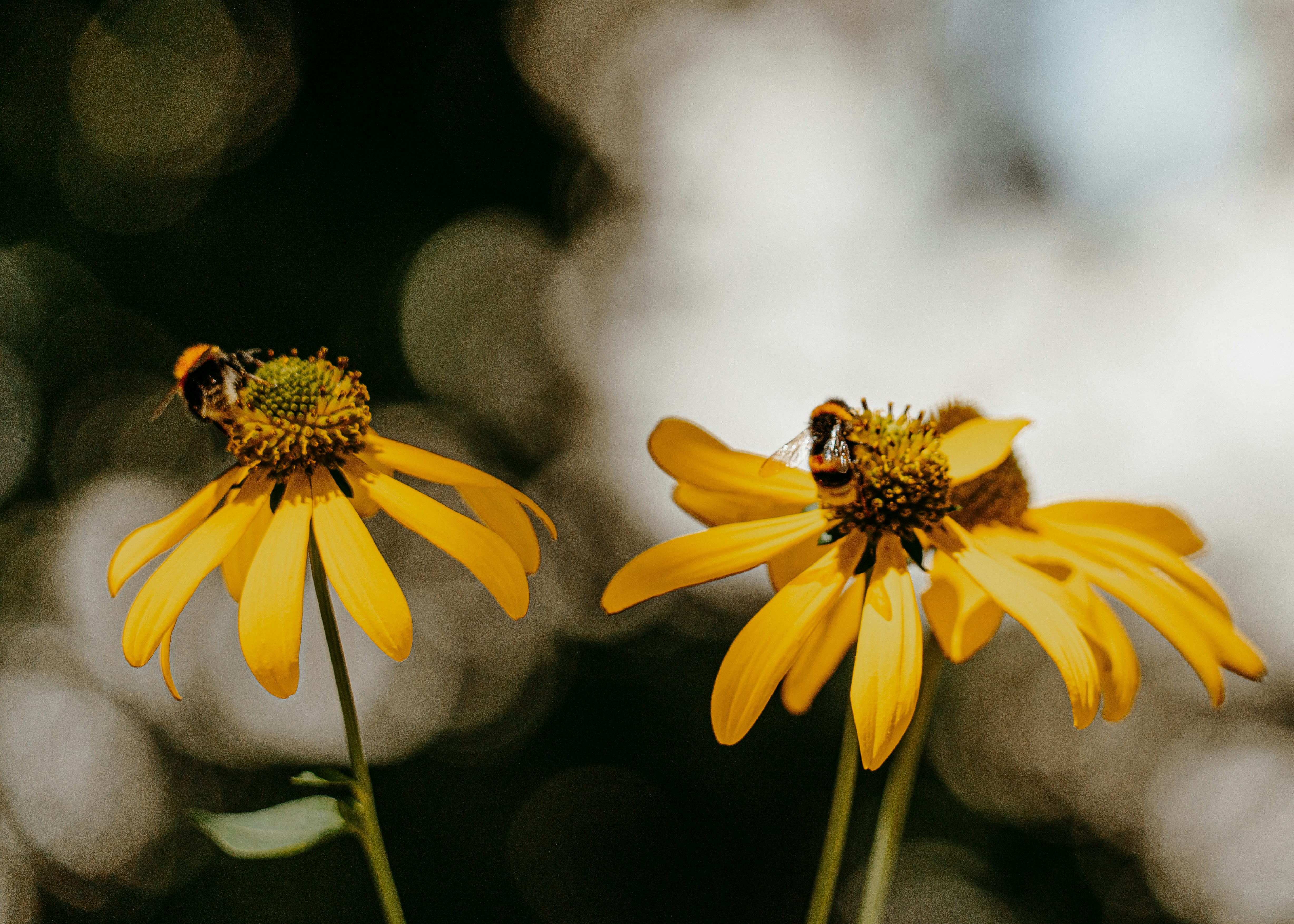 Two Suns of a Meadow: Bee-guarded Daisies in Golden Light