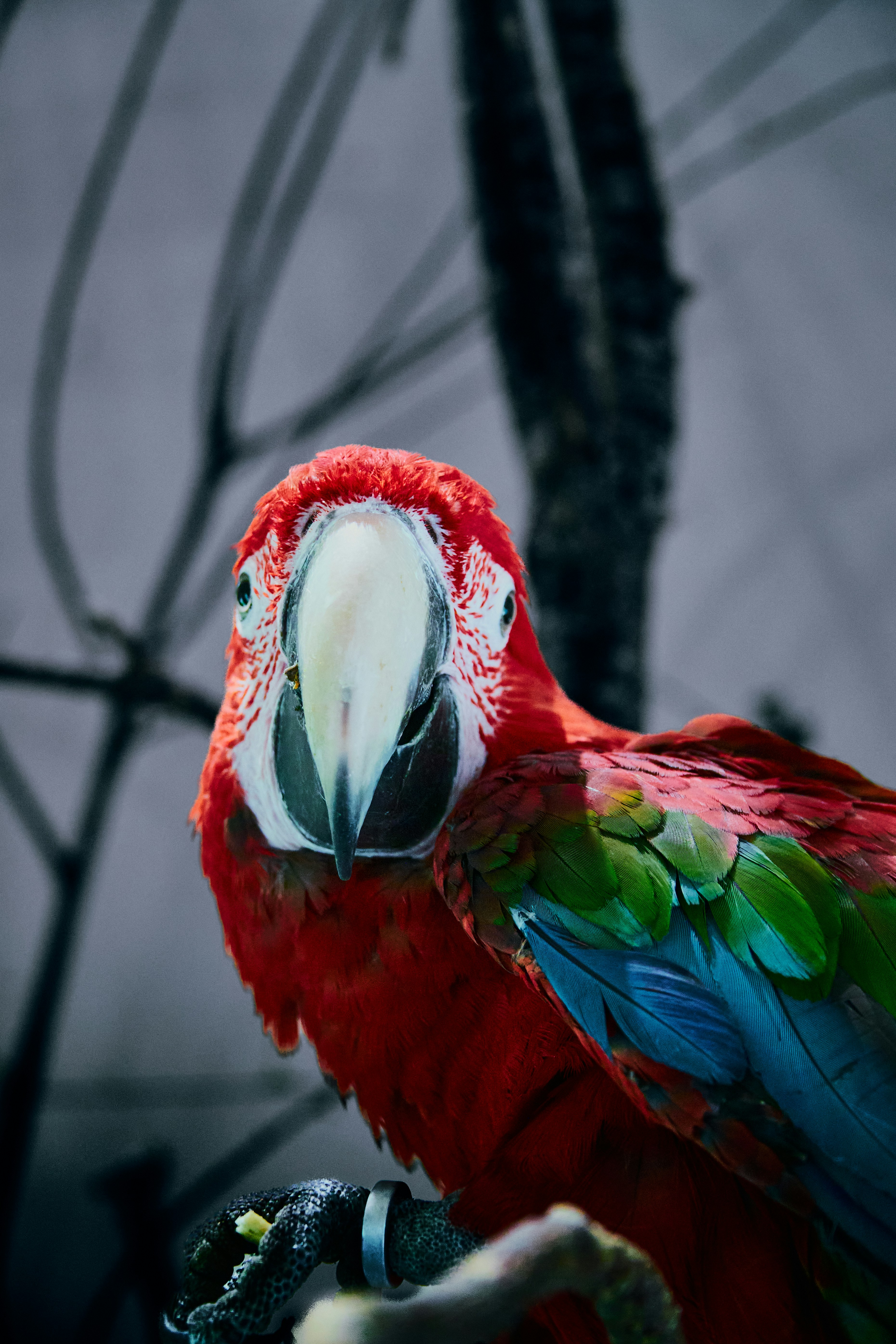 Scarlet Portrait: A Macaw's Captivating Gaze in Focus
