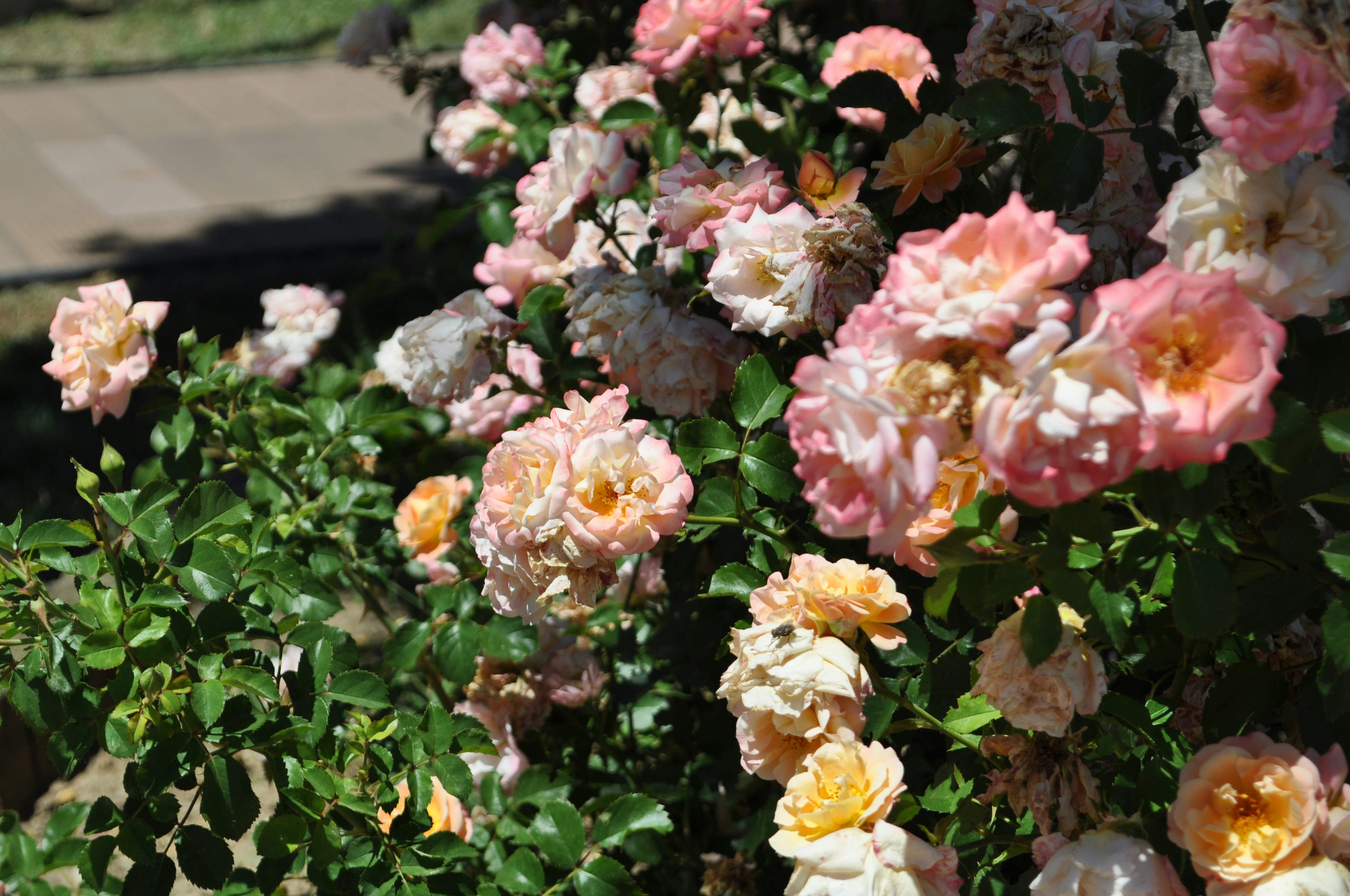 Photo by yuki yuku with Nikon D5000