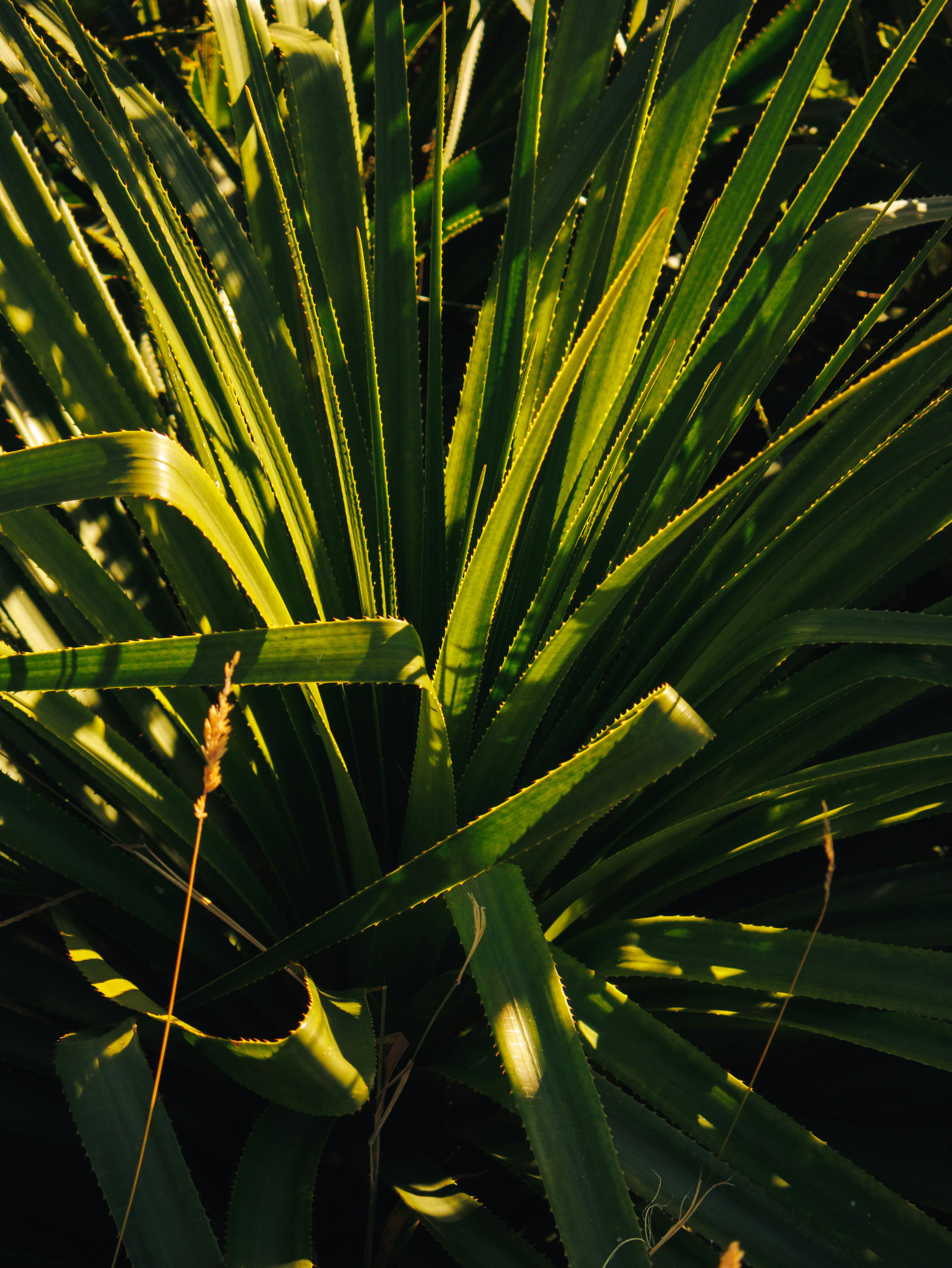 Sunlit Spearhead: A Dense Cluster of Green Leaves Reaching for Light