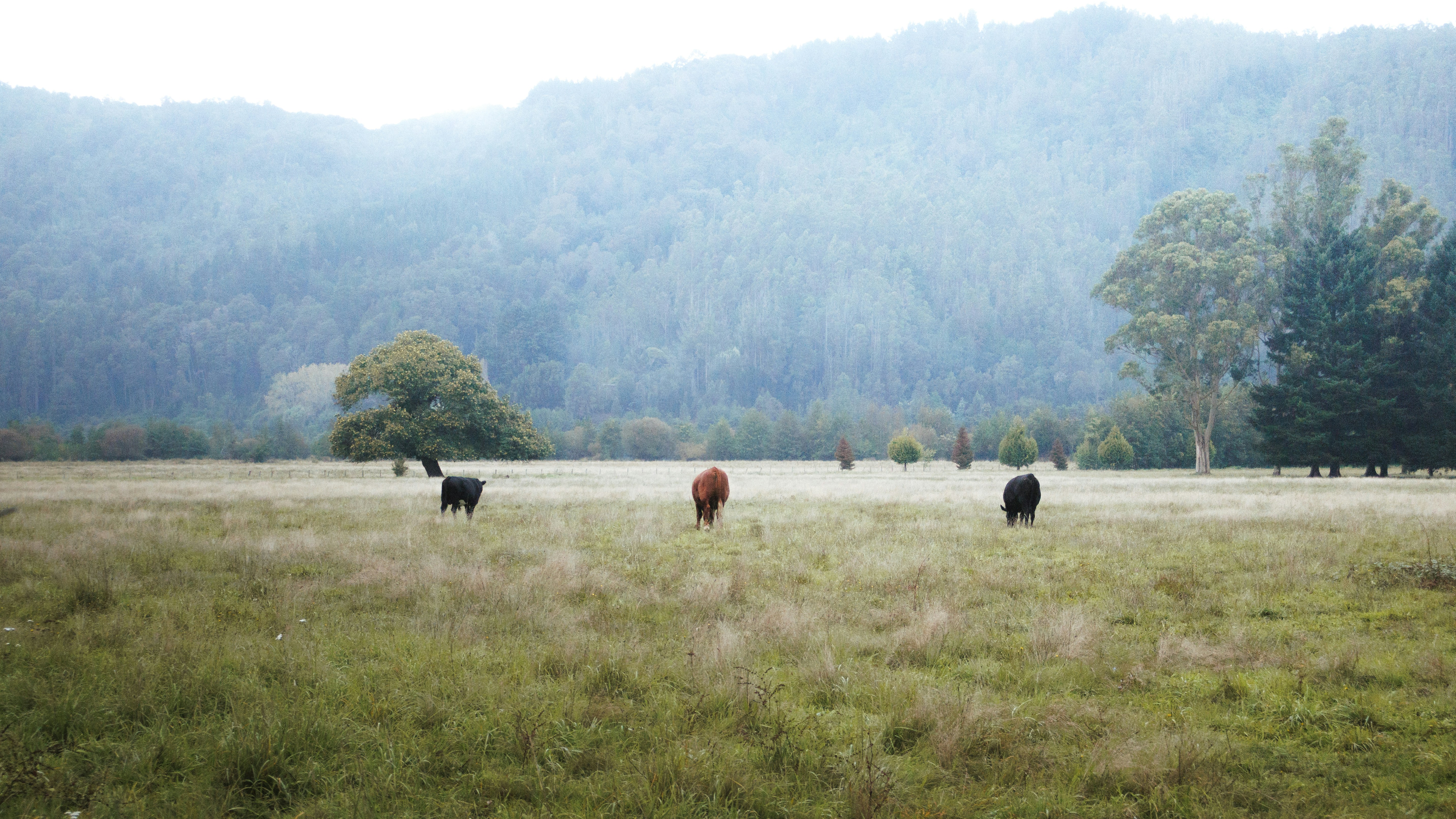 Cattle graze in a misty meadow with a forested hillside in the background, conveying tranquil rural scenery and depth. A landscape photograph capturing open space and distant trees.
