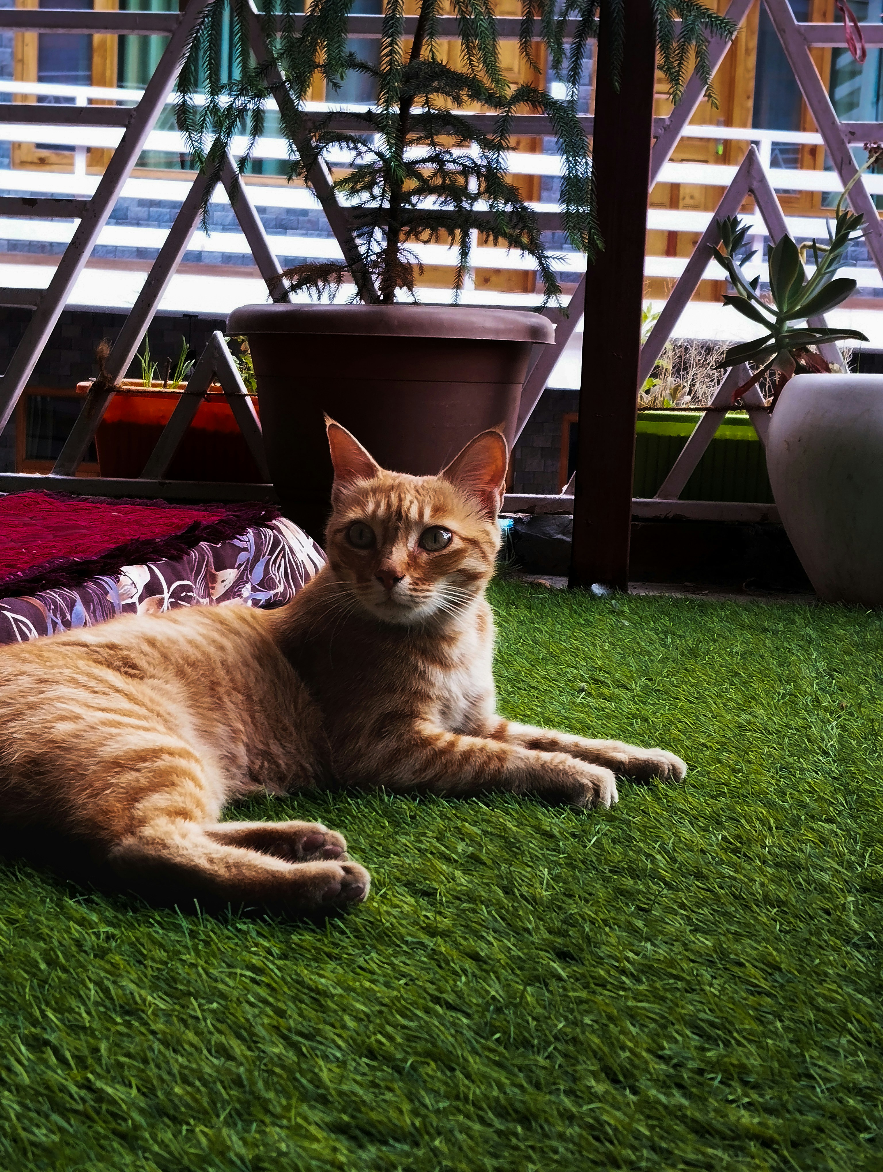 Orange tabby cat resting on green artificial grass.