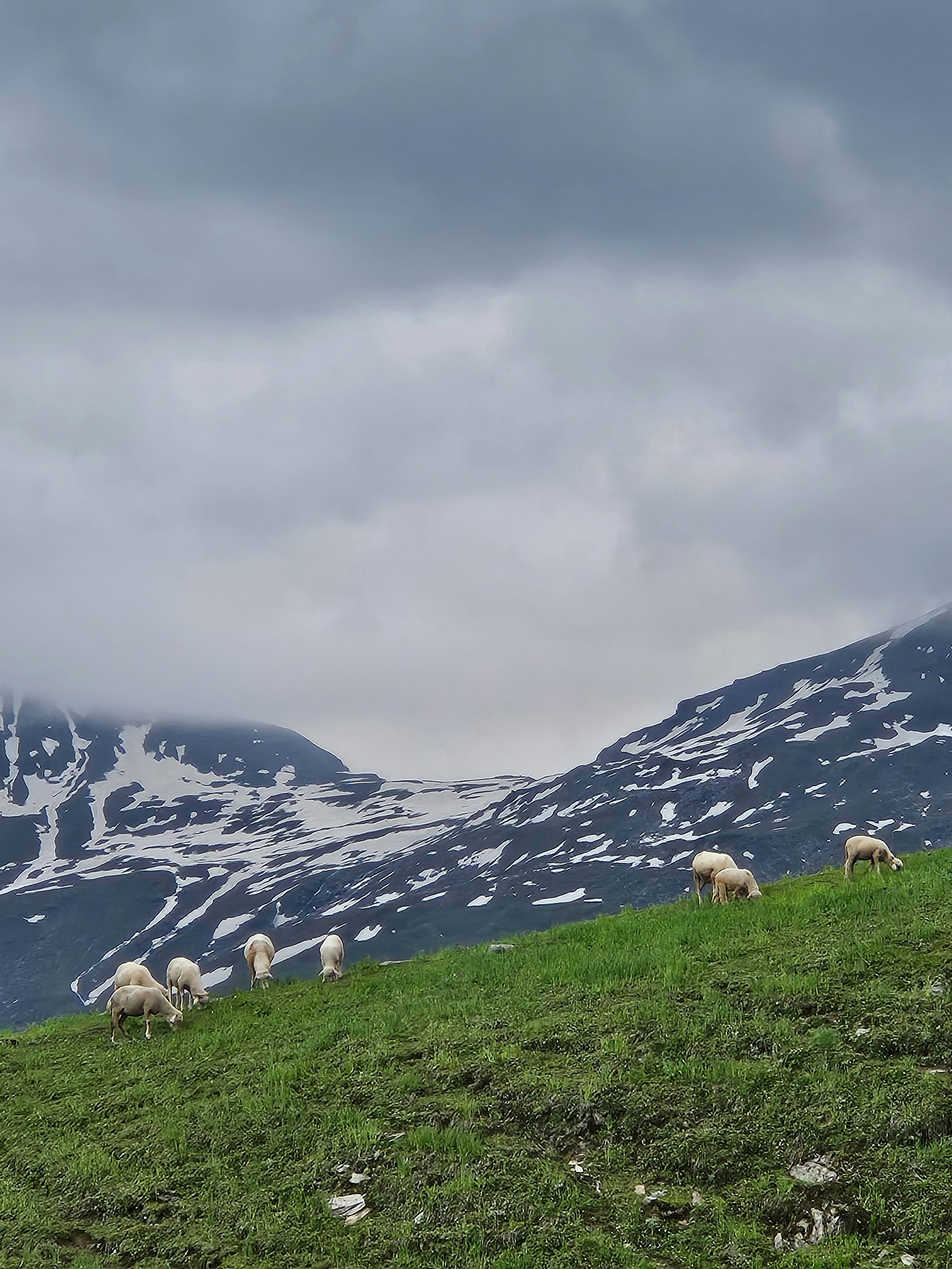 Field of sheep grazing on a grassy slope with snow-dusted mountains and dramatic cloudy sky in the background.