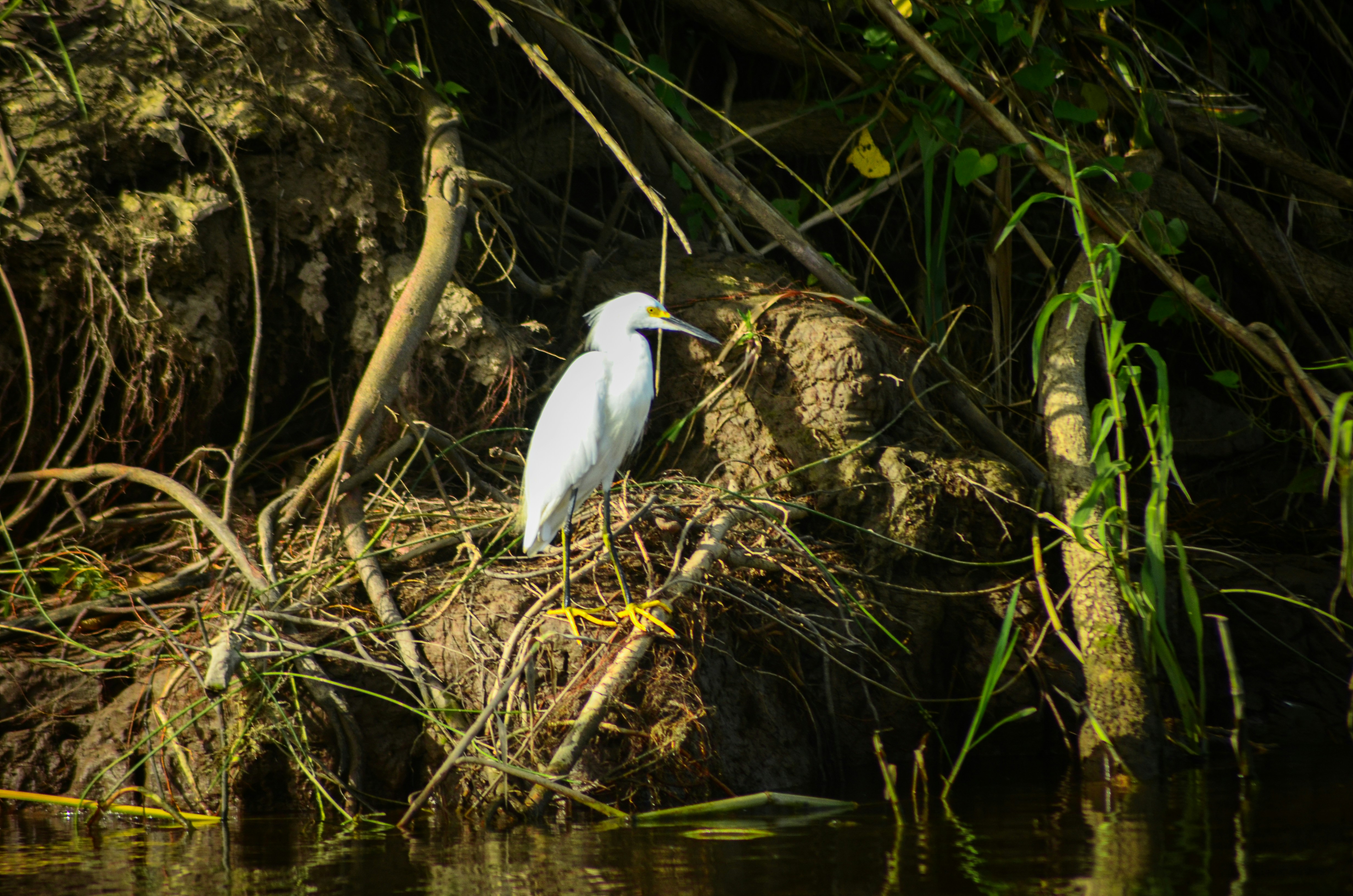 White Heron Amid Roots: Quiet Focus by the Waterline
