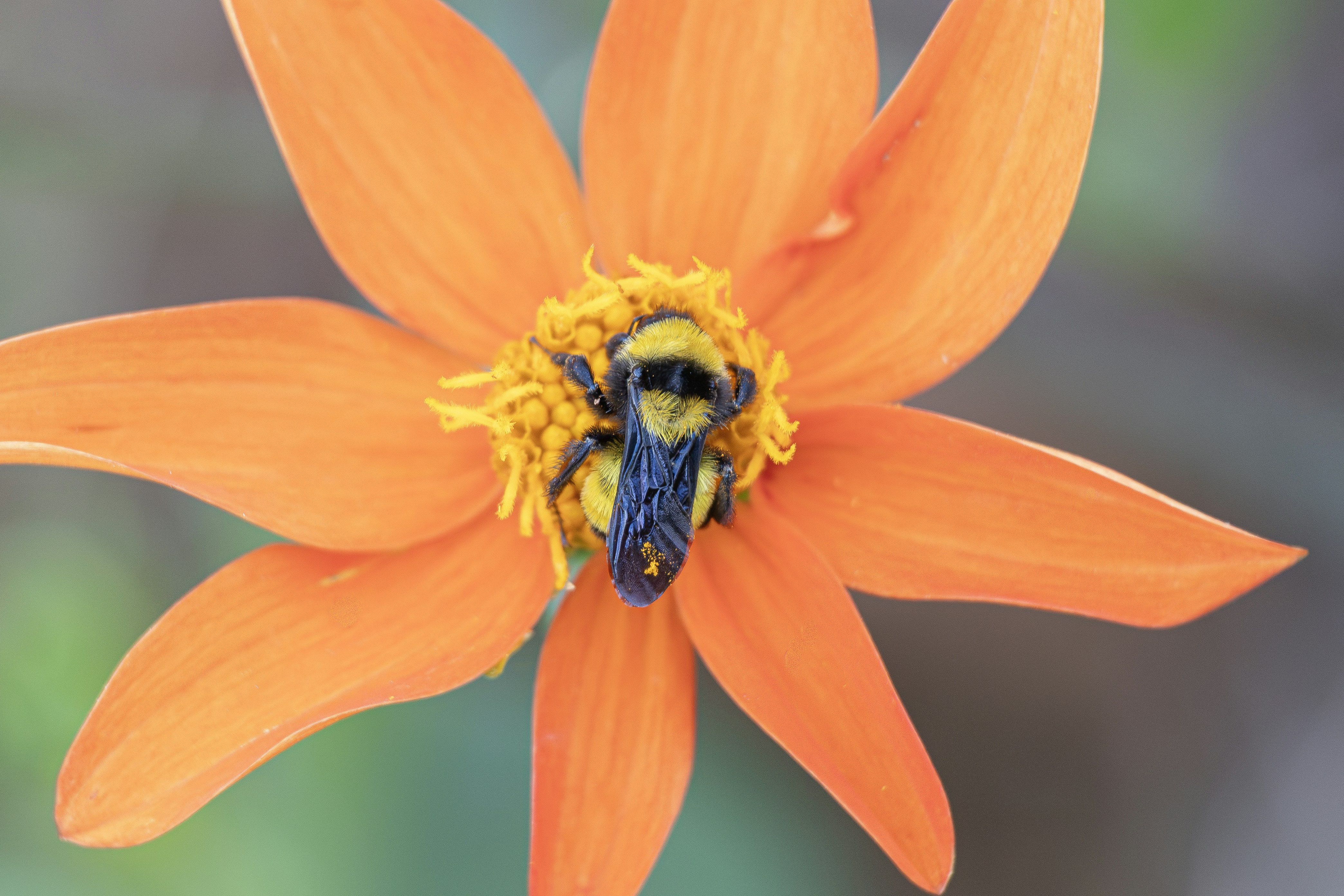 Bee-and-flower in-flight: a close-up bloom with a striking central hover