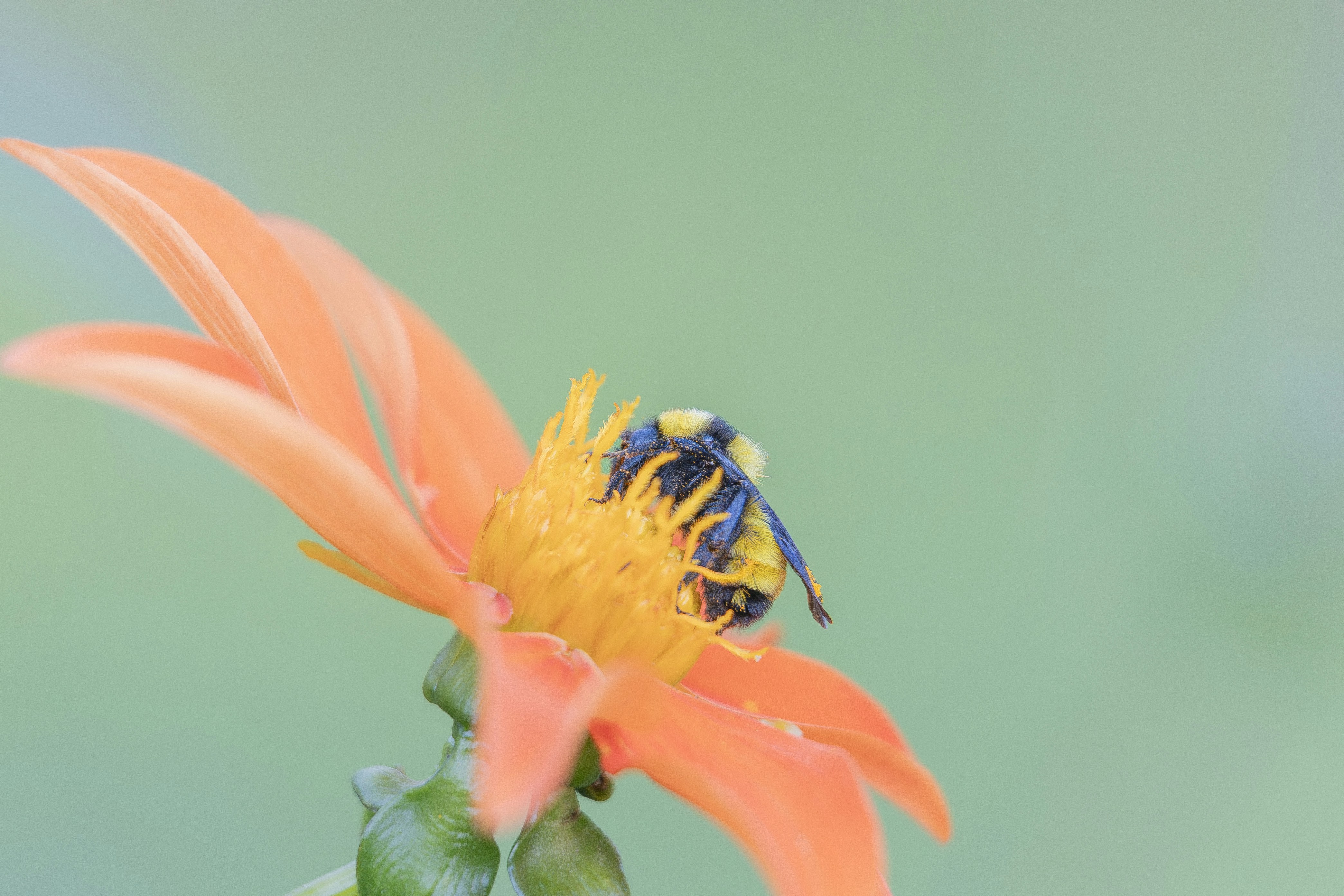 Bumblebee on a Bright Orange Bloom: A Moment of Micro Vividness