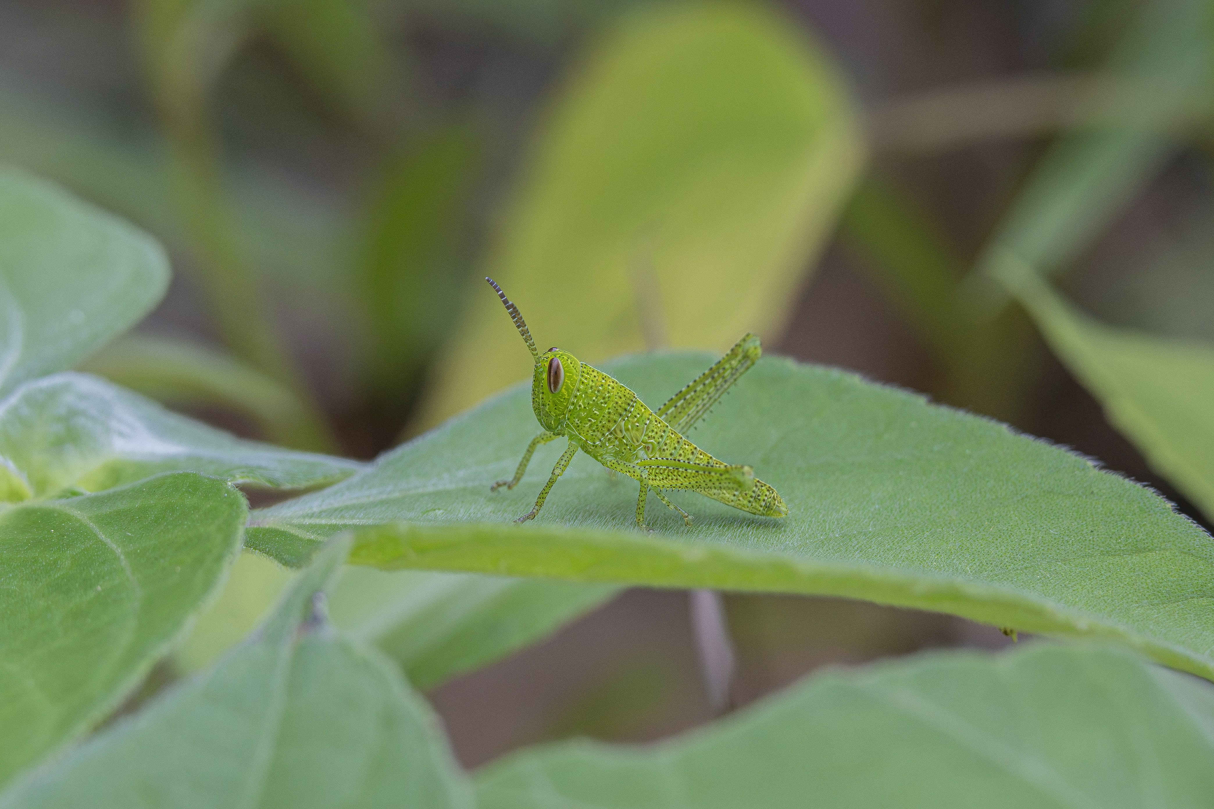 Emerald leaf sentinel: a tiny green dragon atop a leaf