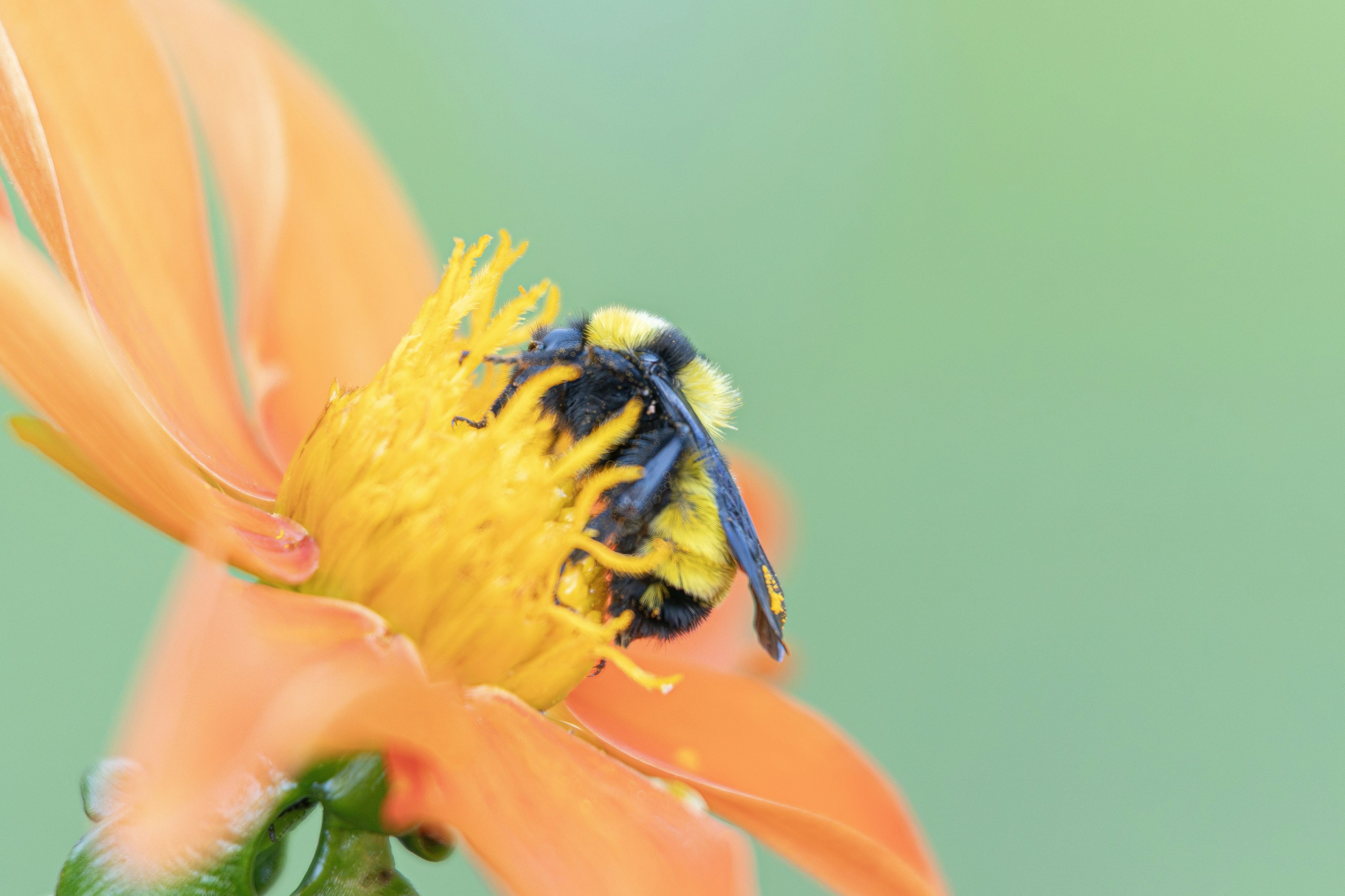 Bee on orange bloom: a soft macro study of pollinator detail