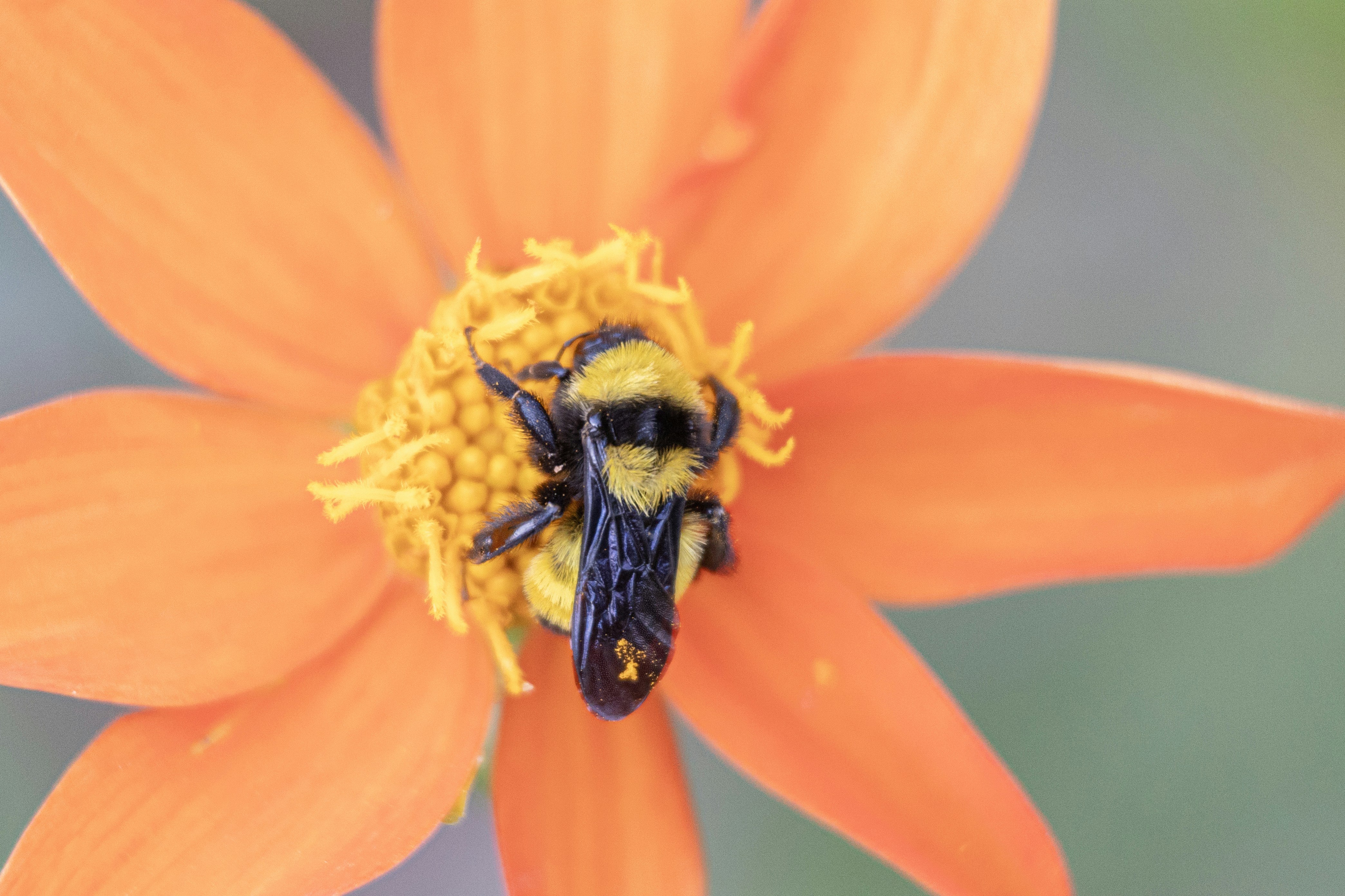 Orange Blossom Encounter: A Bee Bejeweled on Taraxacum