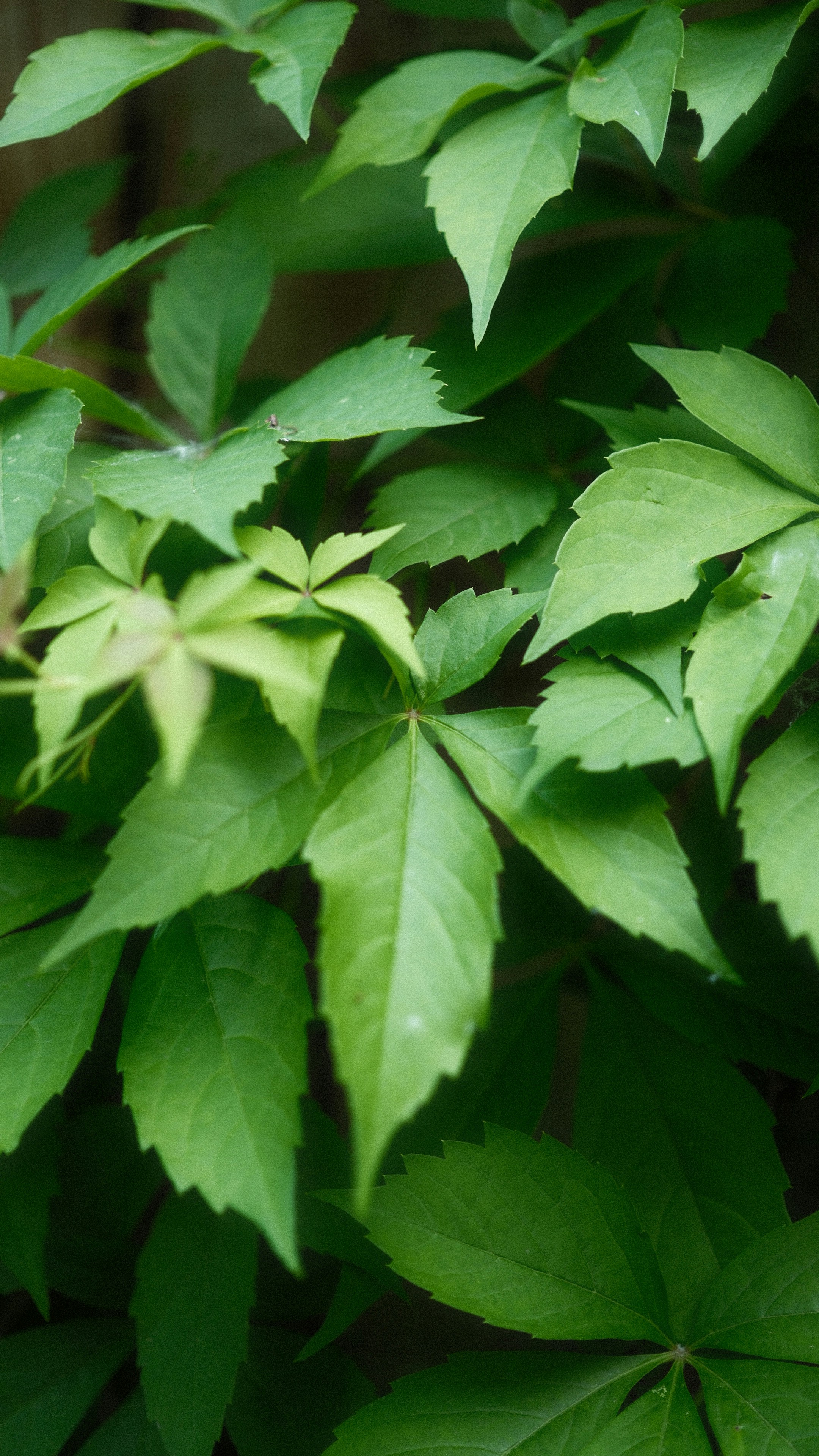 Dense green leaves create a textured close-up of natural foliage with sharp midtones and soft bokeh in the background.