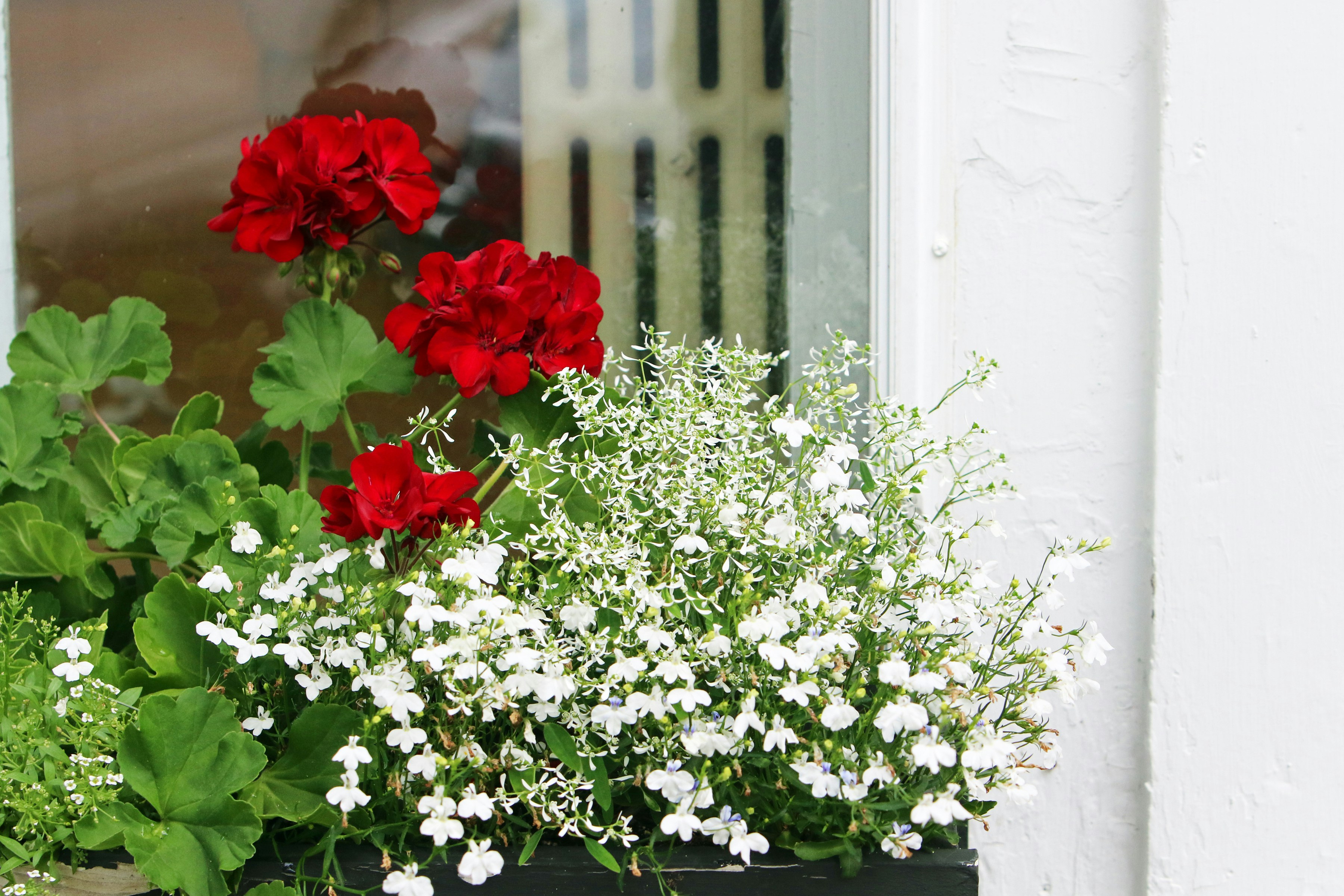 Red Geraniums Framing a White Window