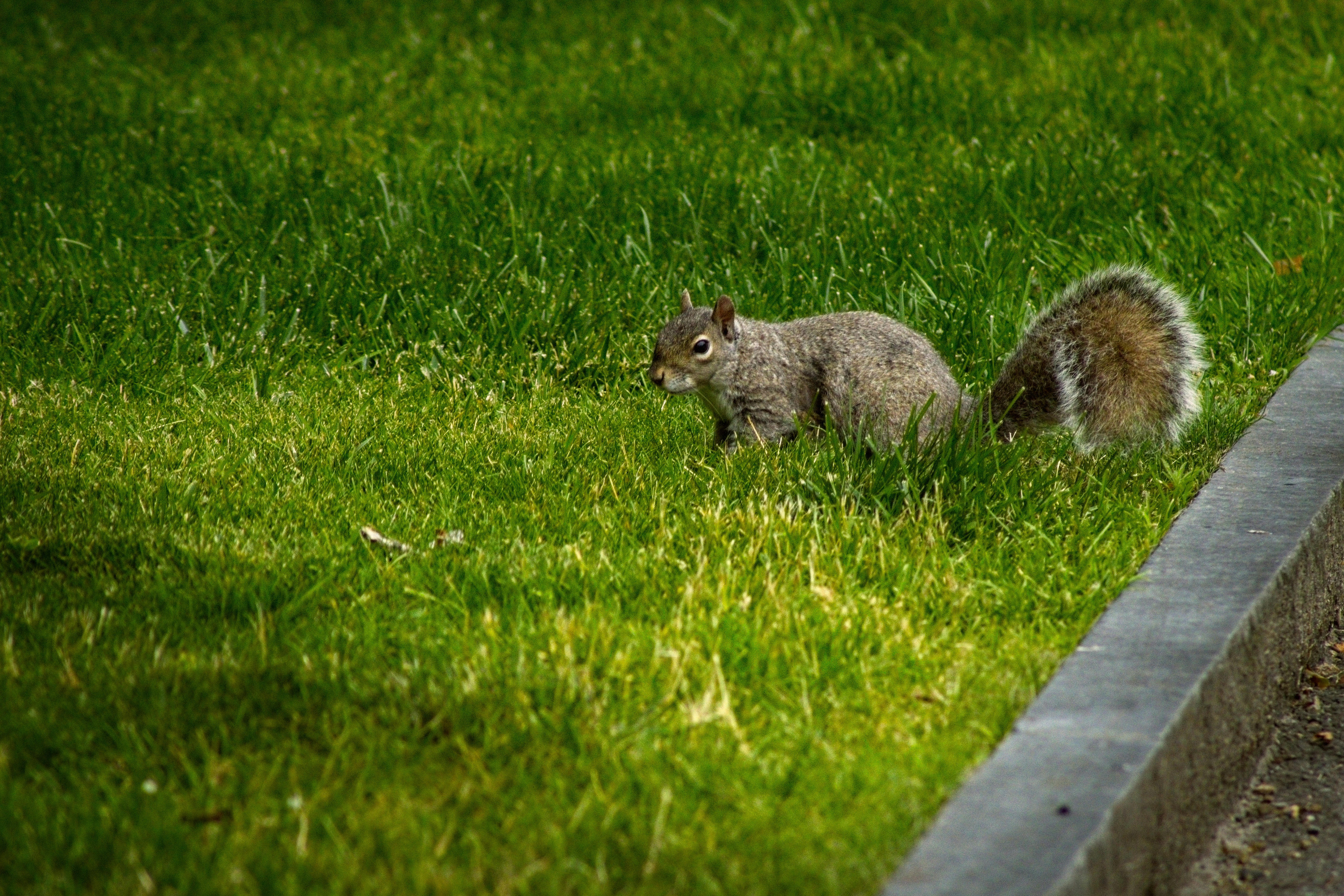 Squirrel on the Green Verge by the Curbed Path