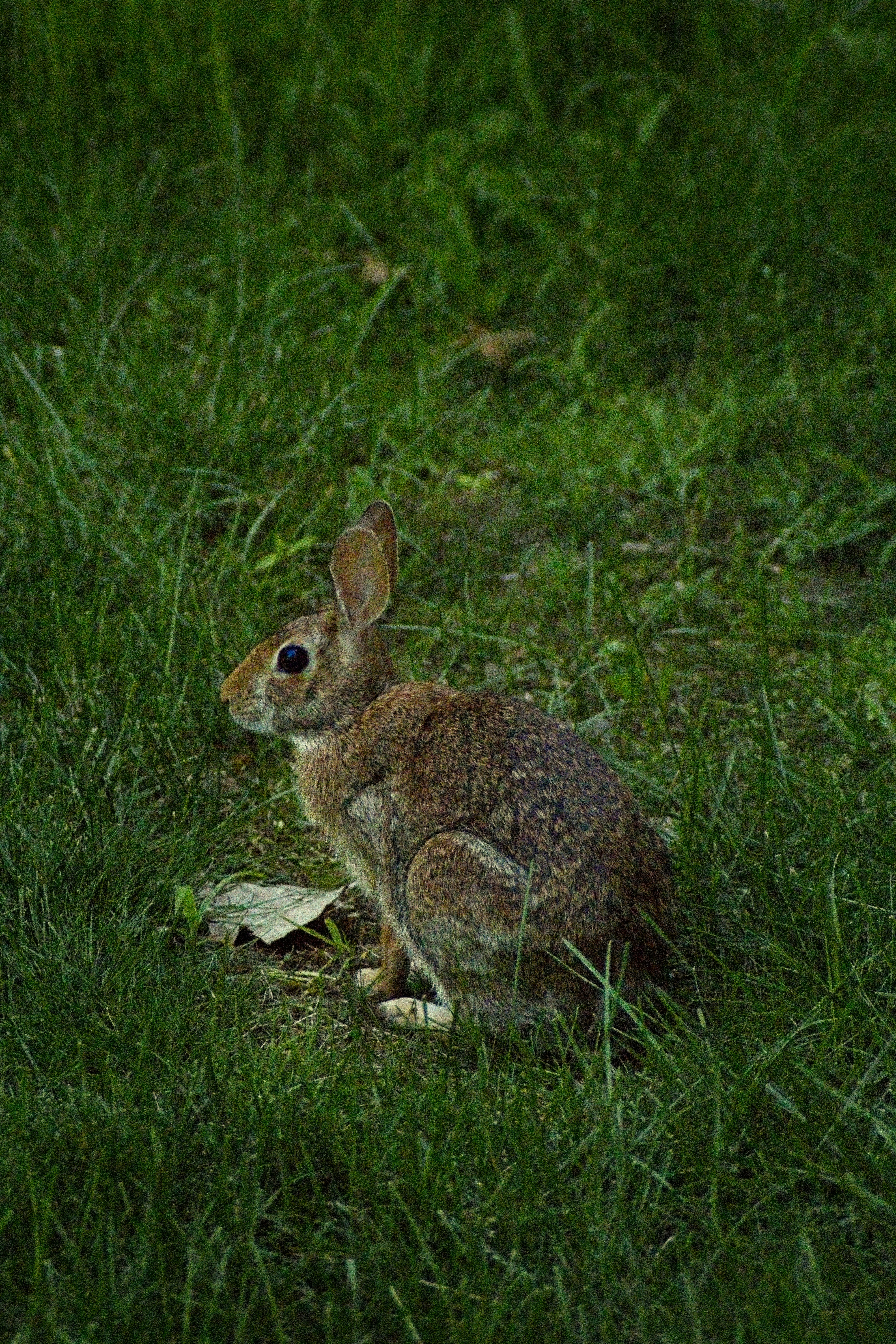 Quiet Watcher in the Grass