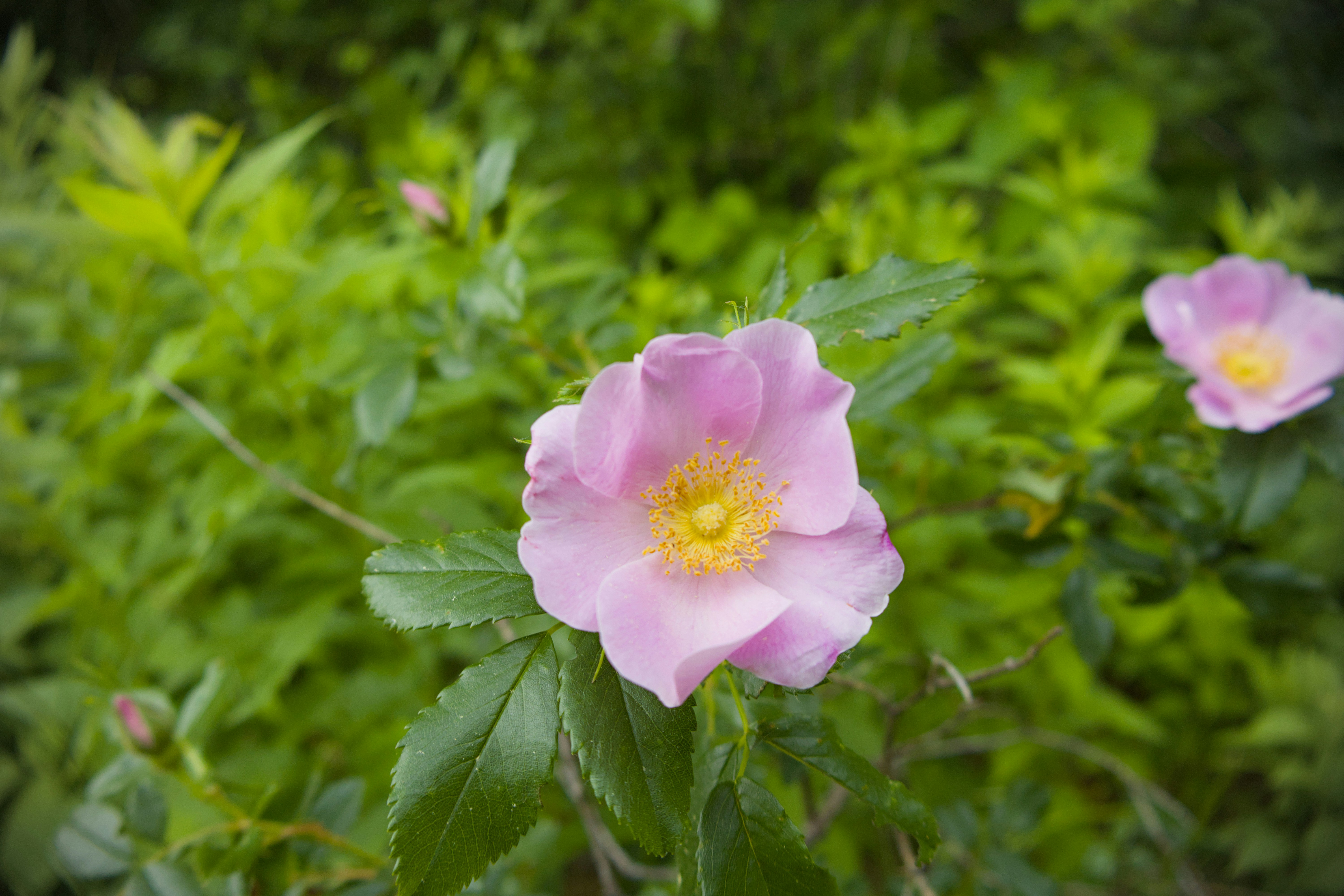 Soft Pink Blossom Framed by Lush Greenery