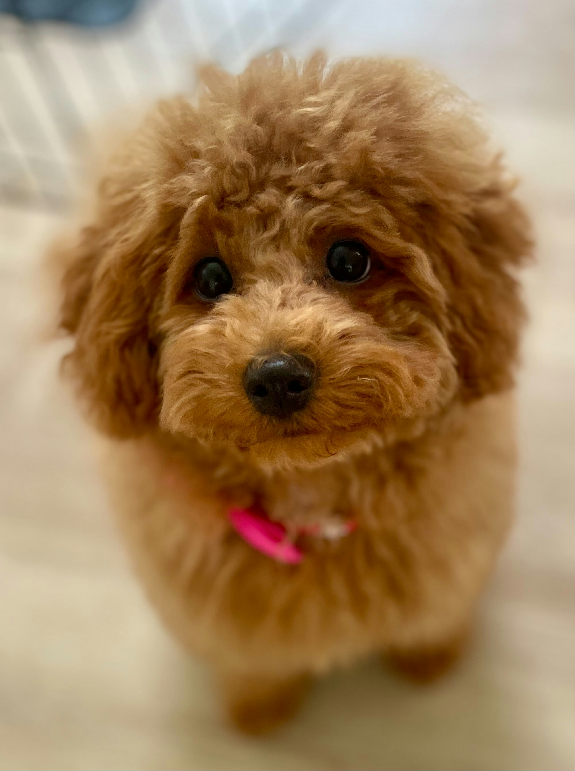Curious Pup in Soft Focus
