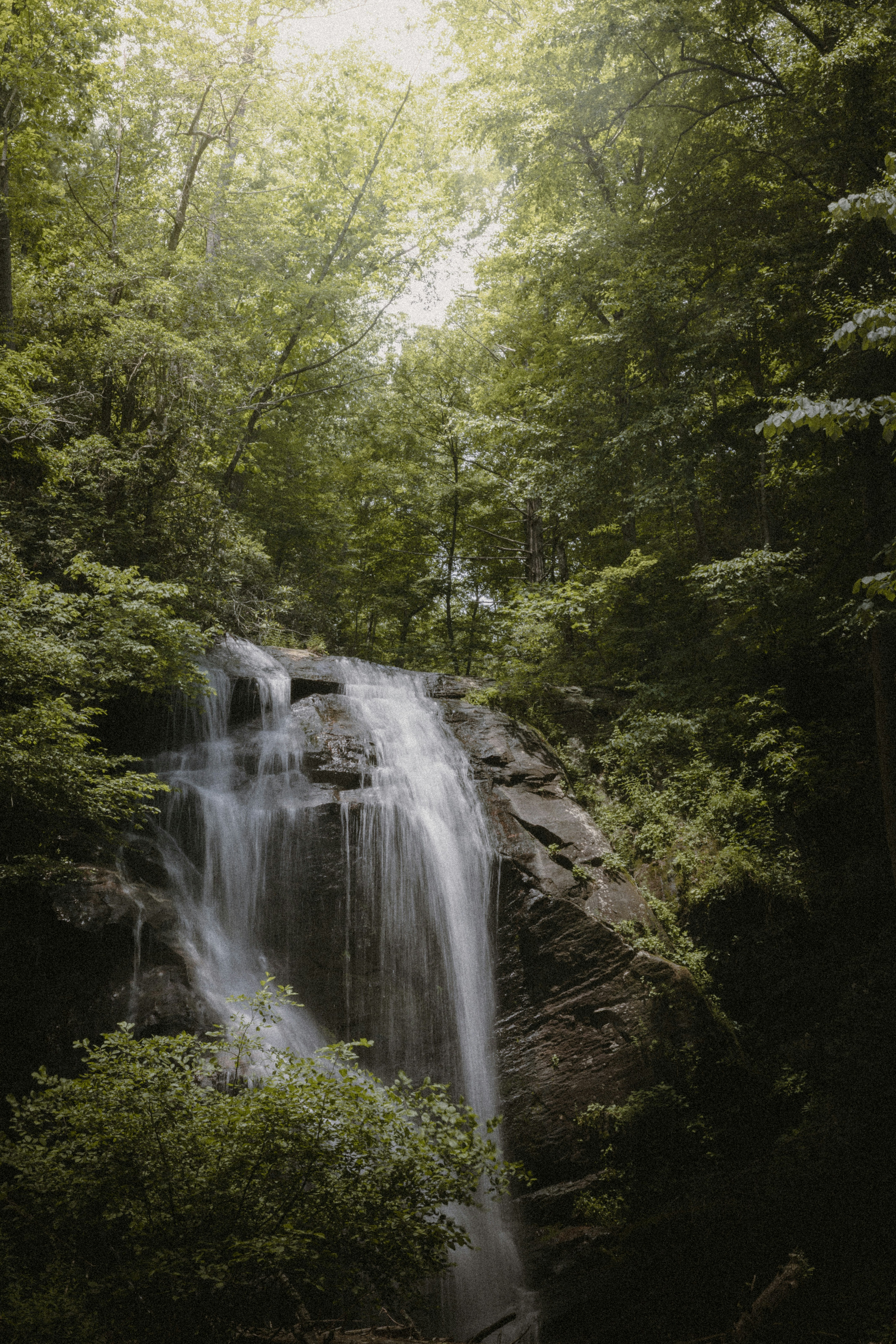 Whispering Cascade in a Green Cathedral