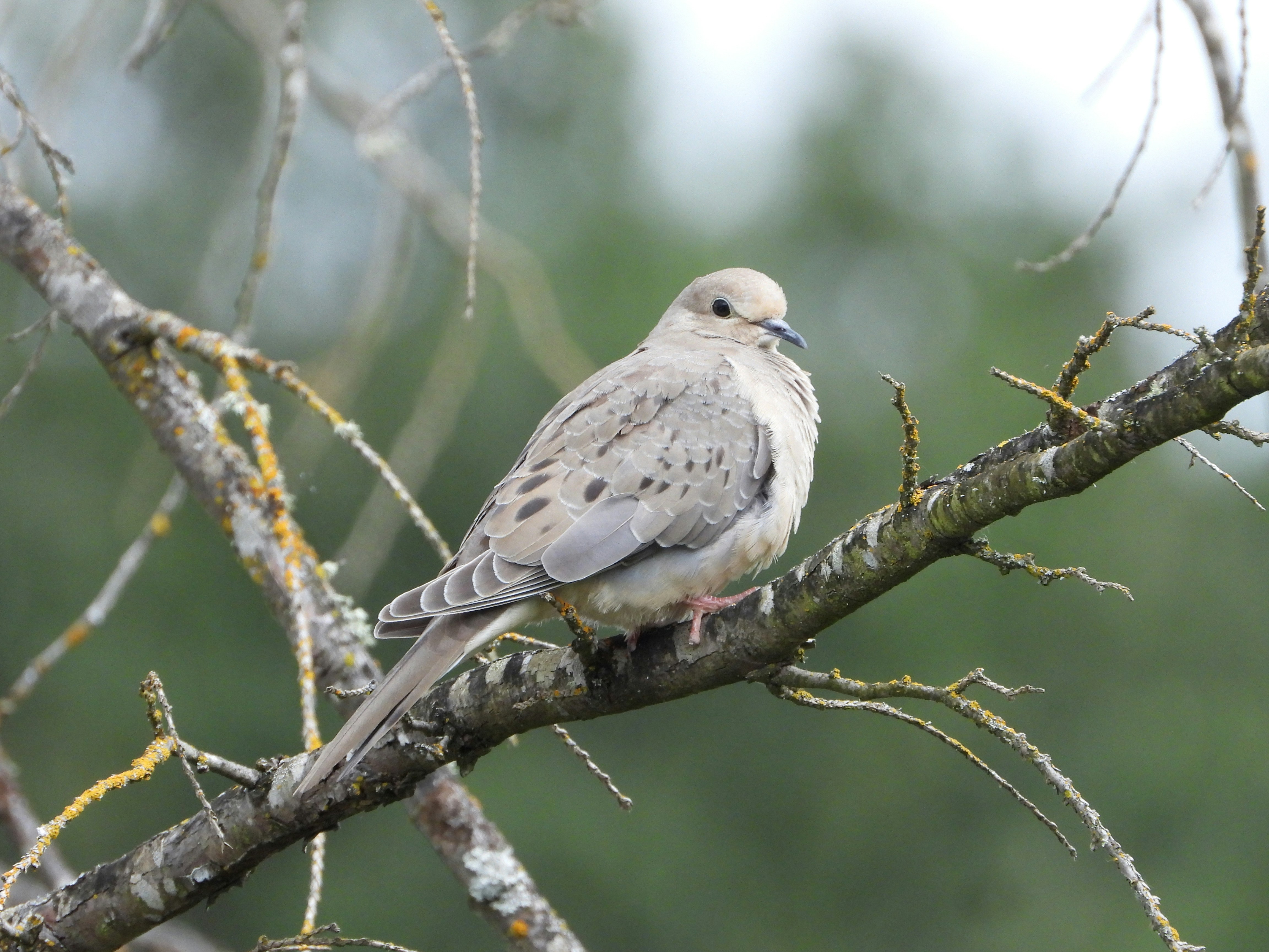 Muted Dove on Mossy Branches