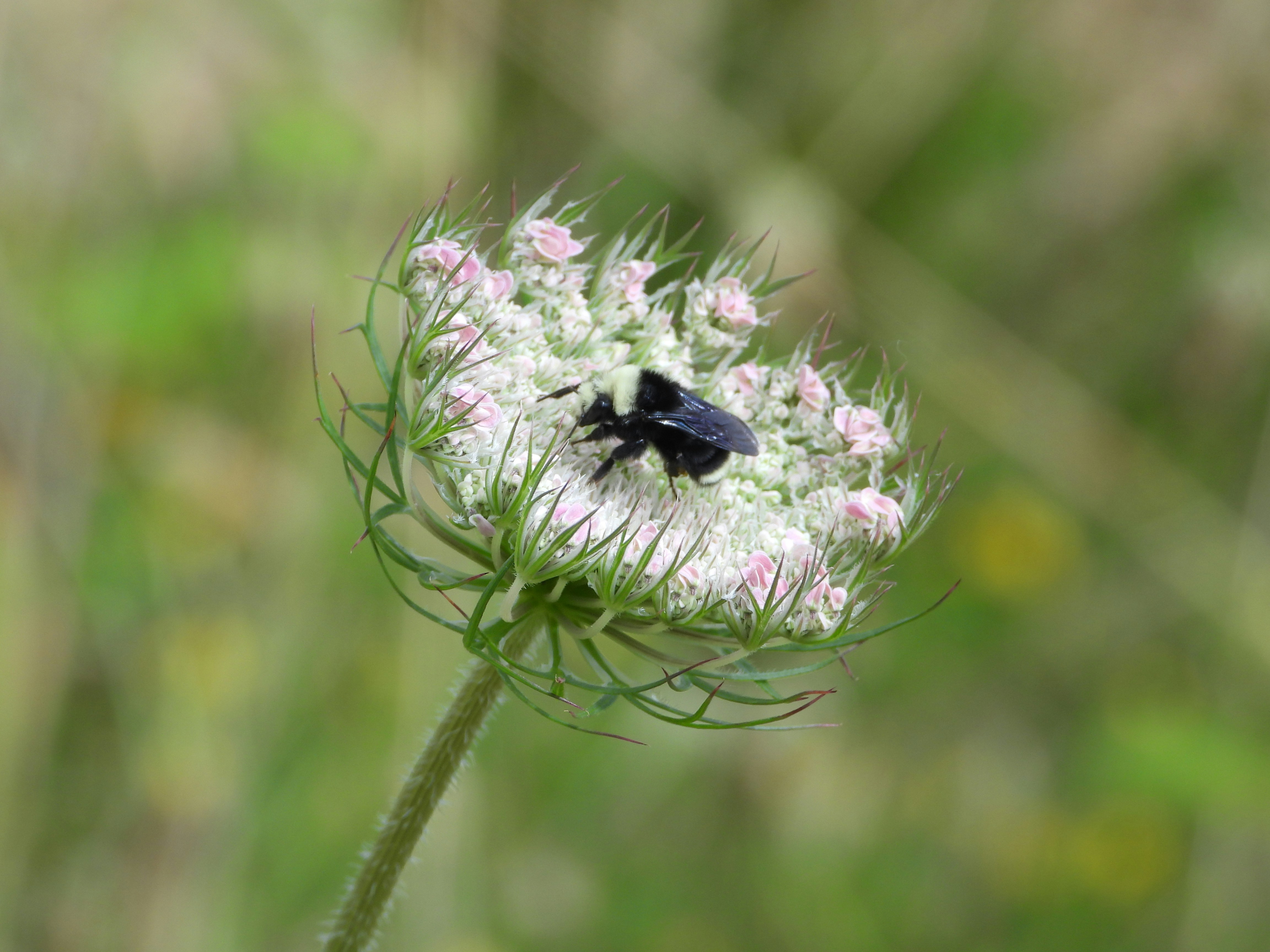 Black beetle on a queen anne's lace bloom in a soft spring meadow