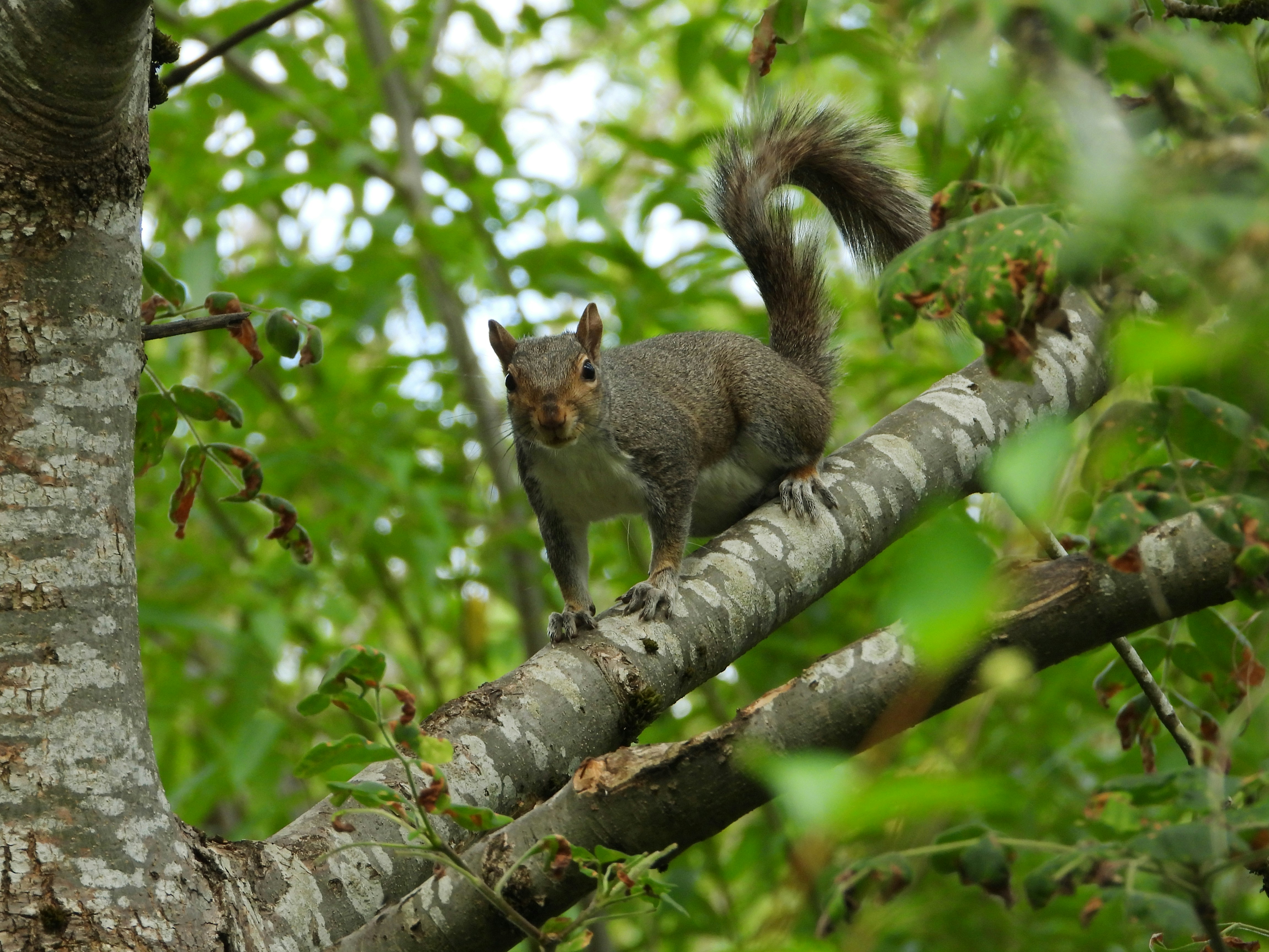 Squirrel Scout on a Mossy Branch