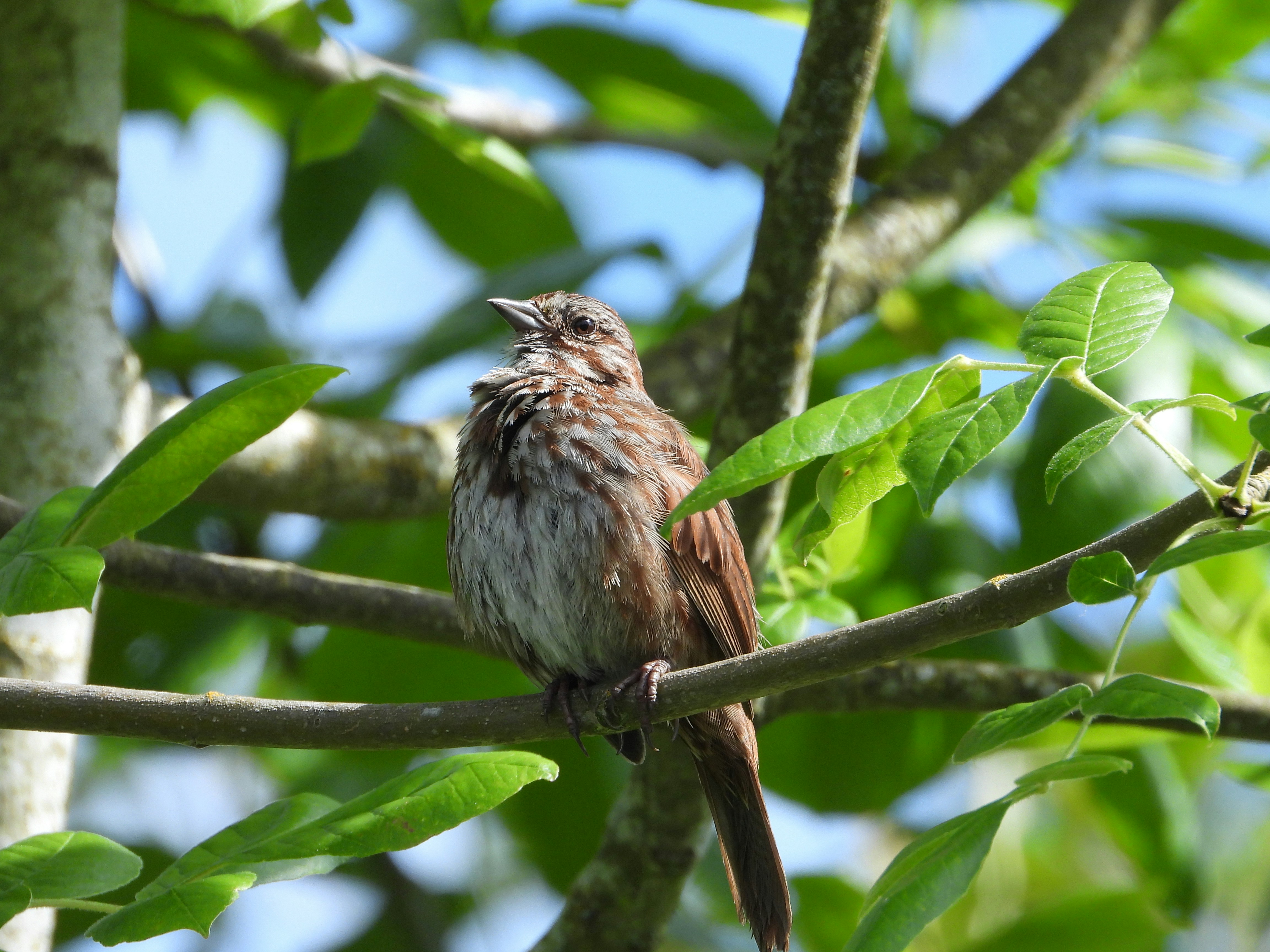 Perched Burbling Stare: A Songbird Amid Fresh Green Canopy