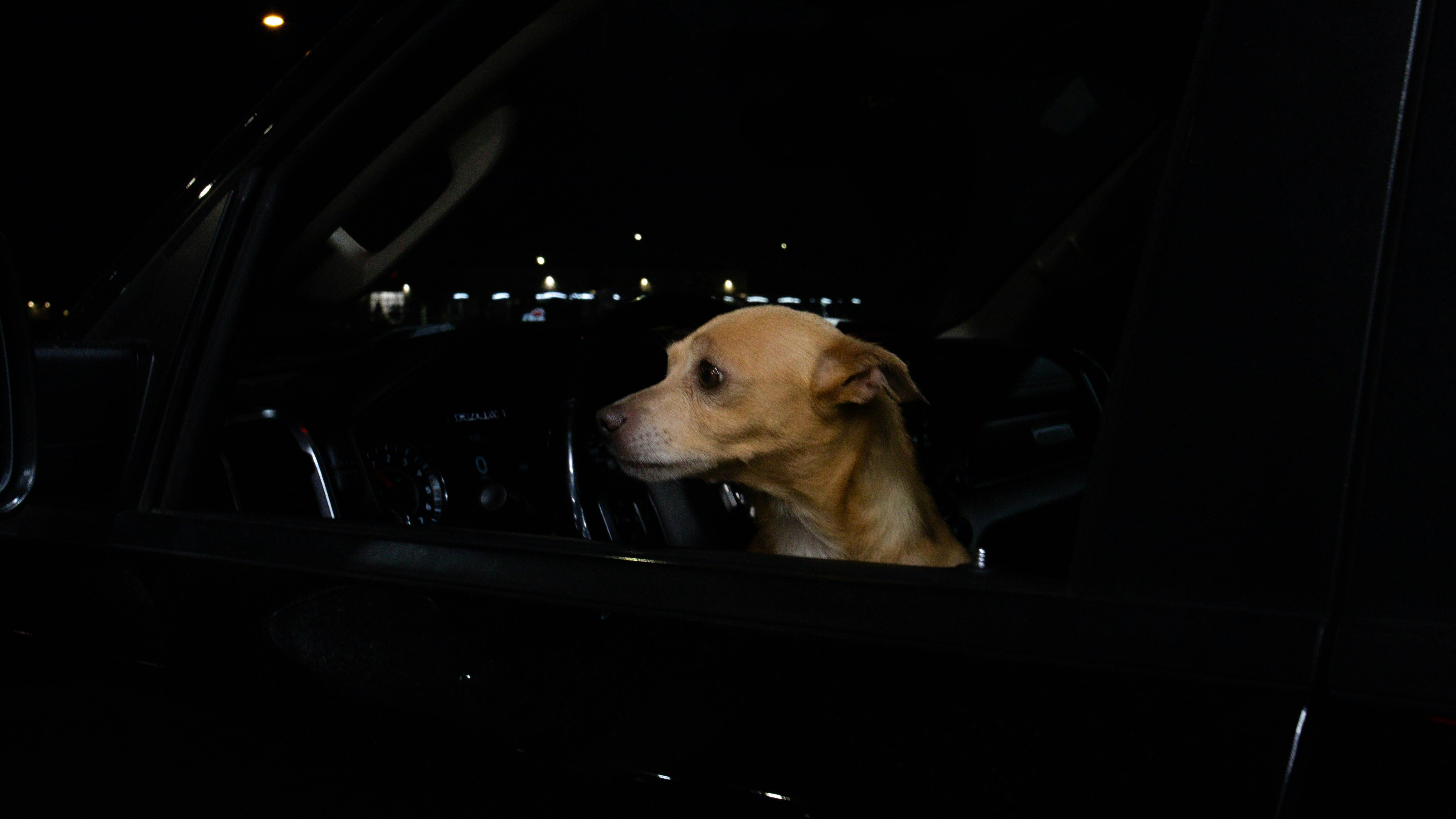 Dawn Patrol: A Golden Dog Gaze from a Car Window
