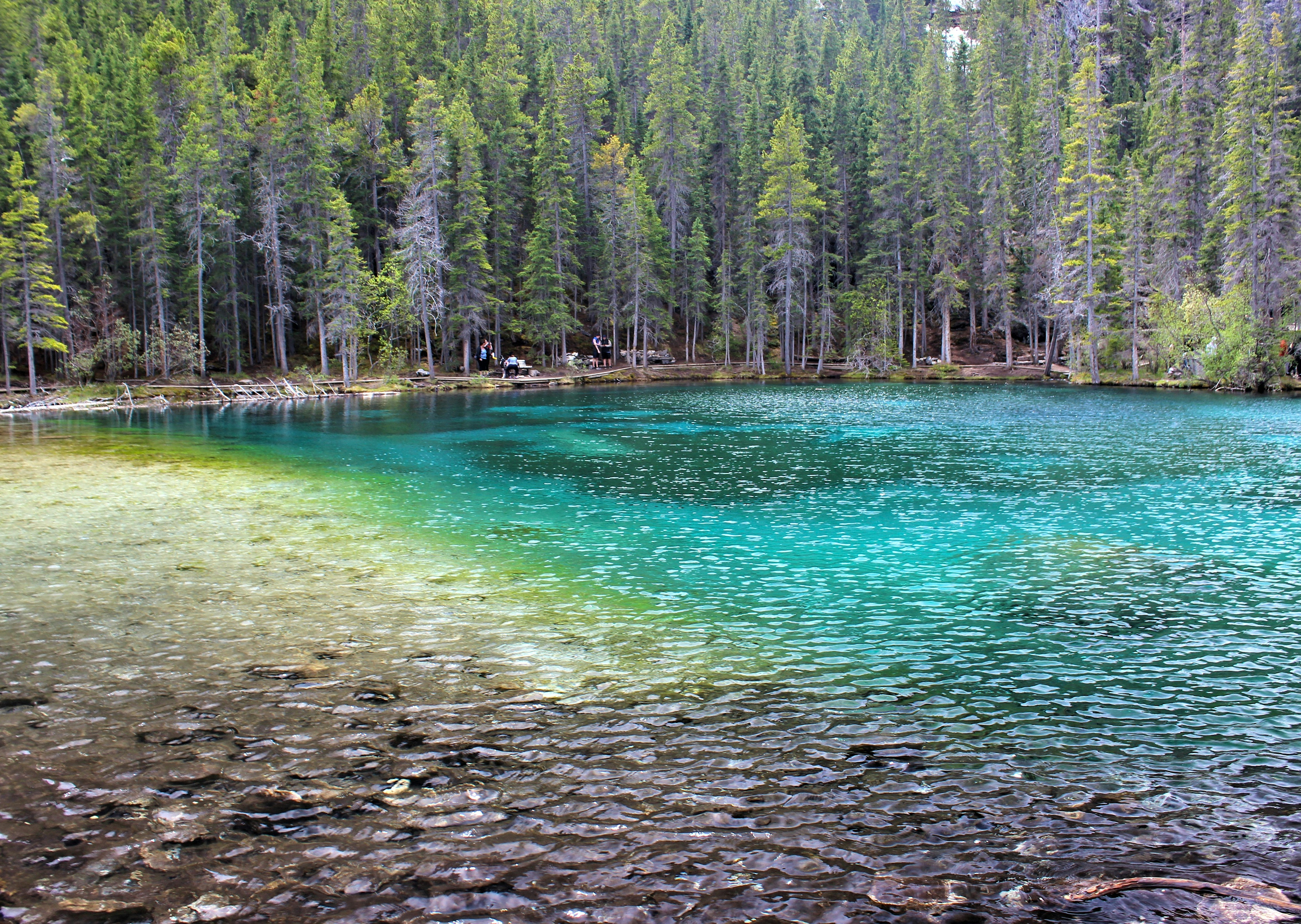 Emerald Lake Cove: A Quiet Edge of Pine and Water