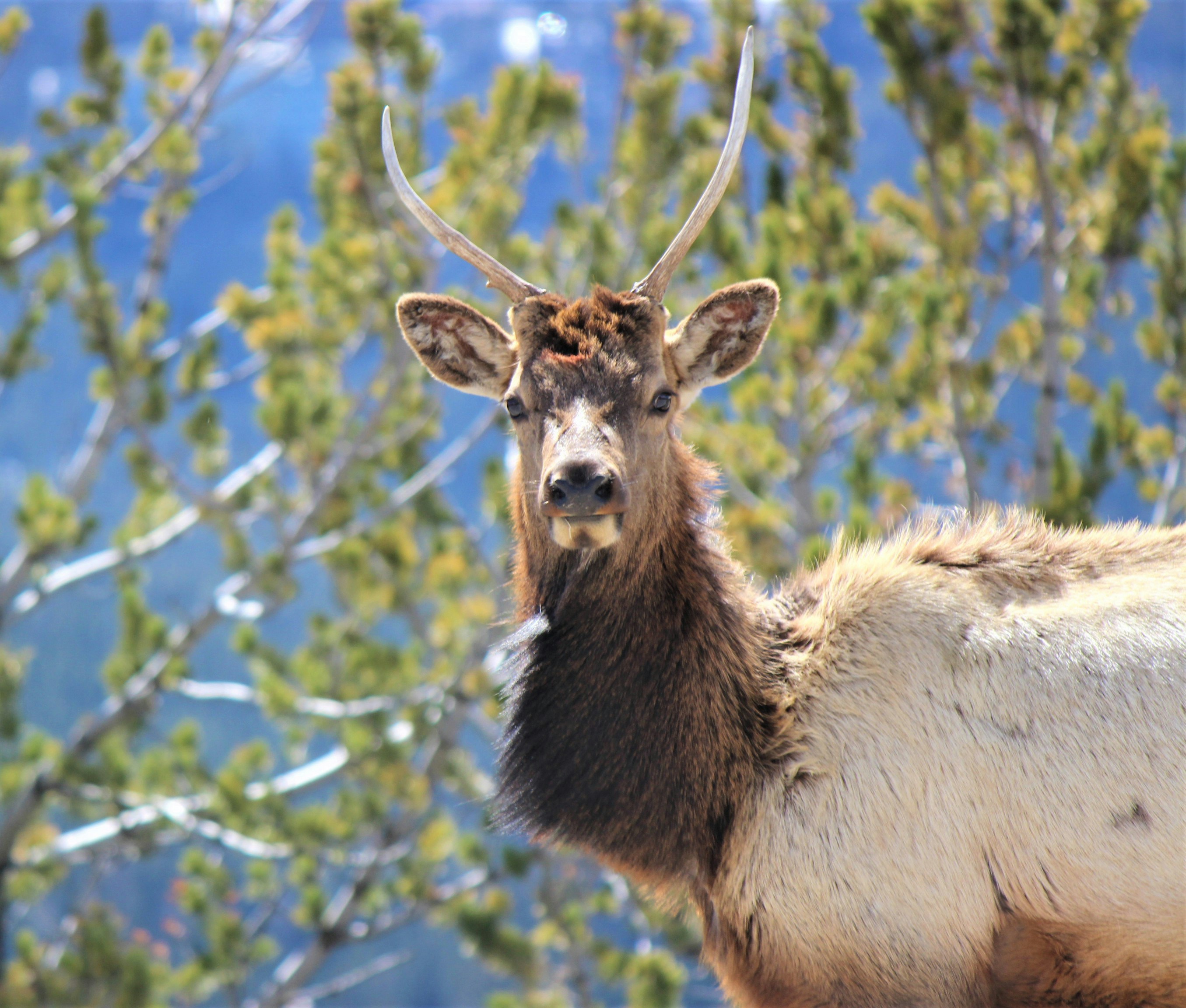 Stately Stag Against the Mountain Sky