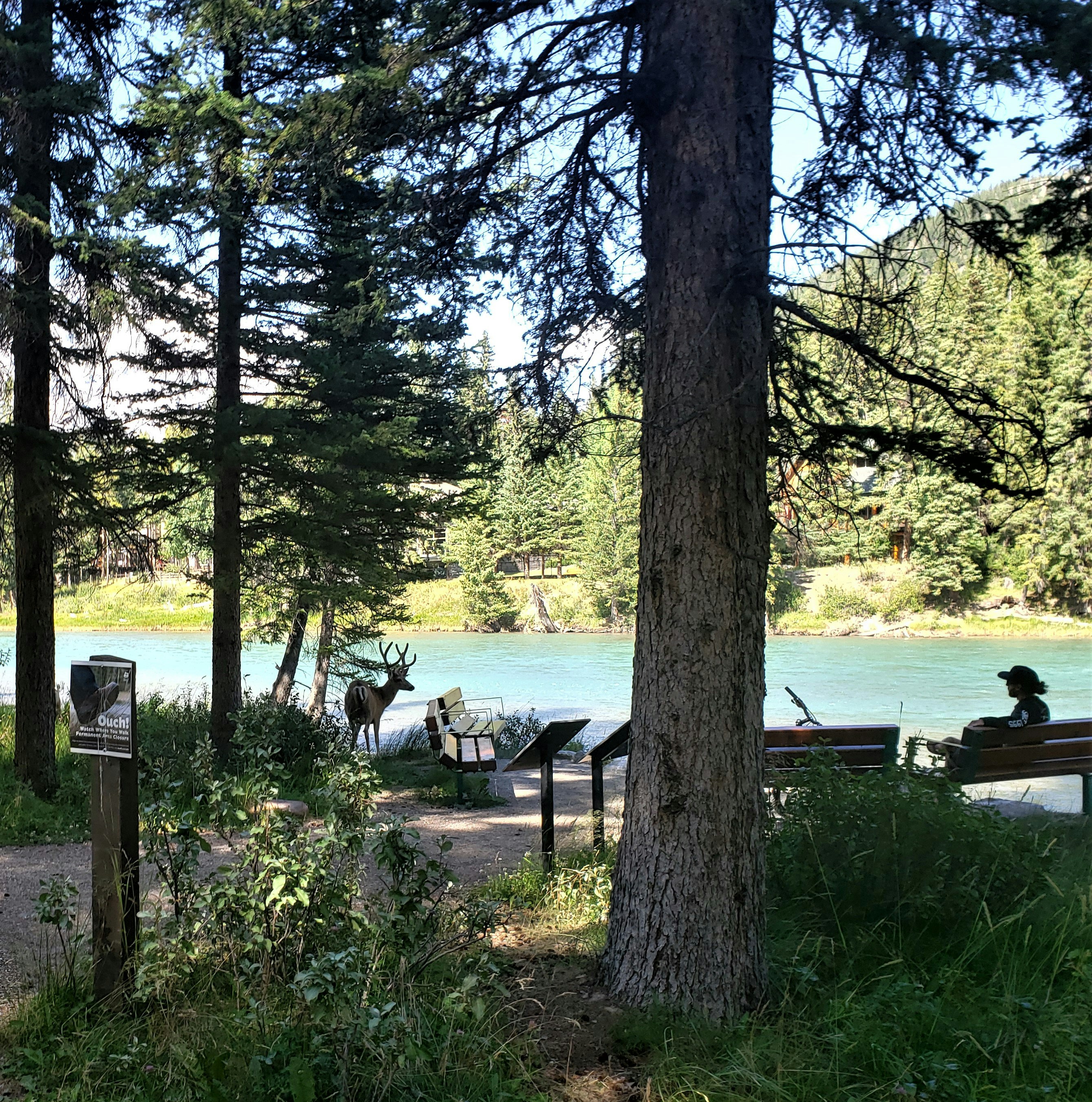 Deer by the Lakefront: Quiet Tree-Frame at Sundown