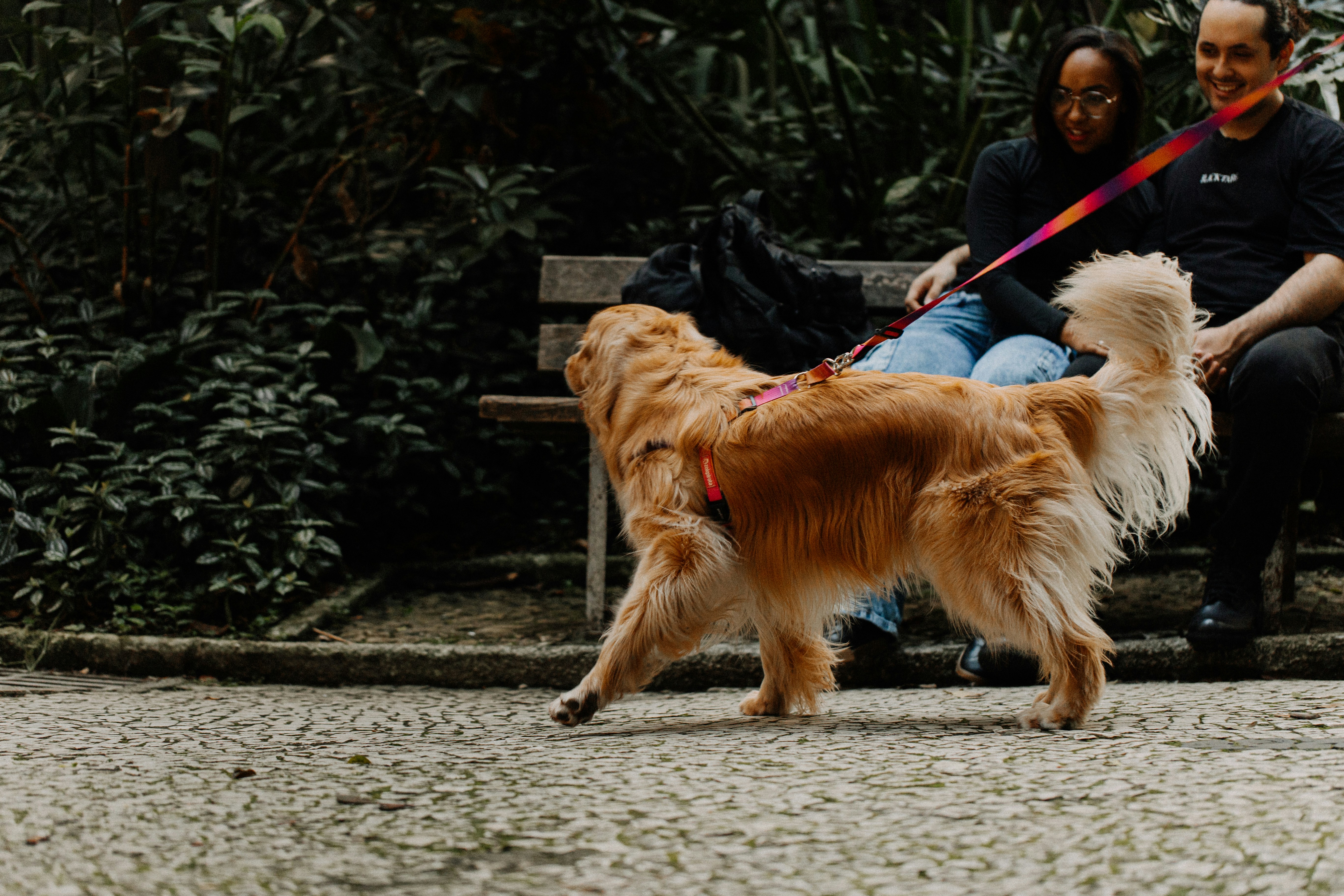 Golden Retriever on a Park Stroll with Observers on a Bench