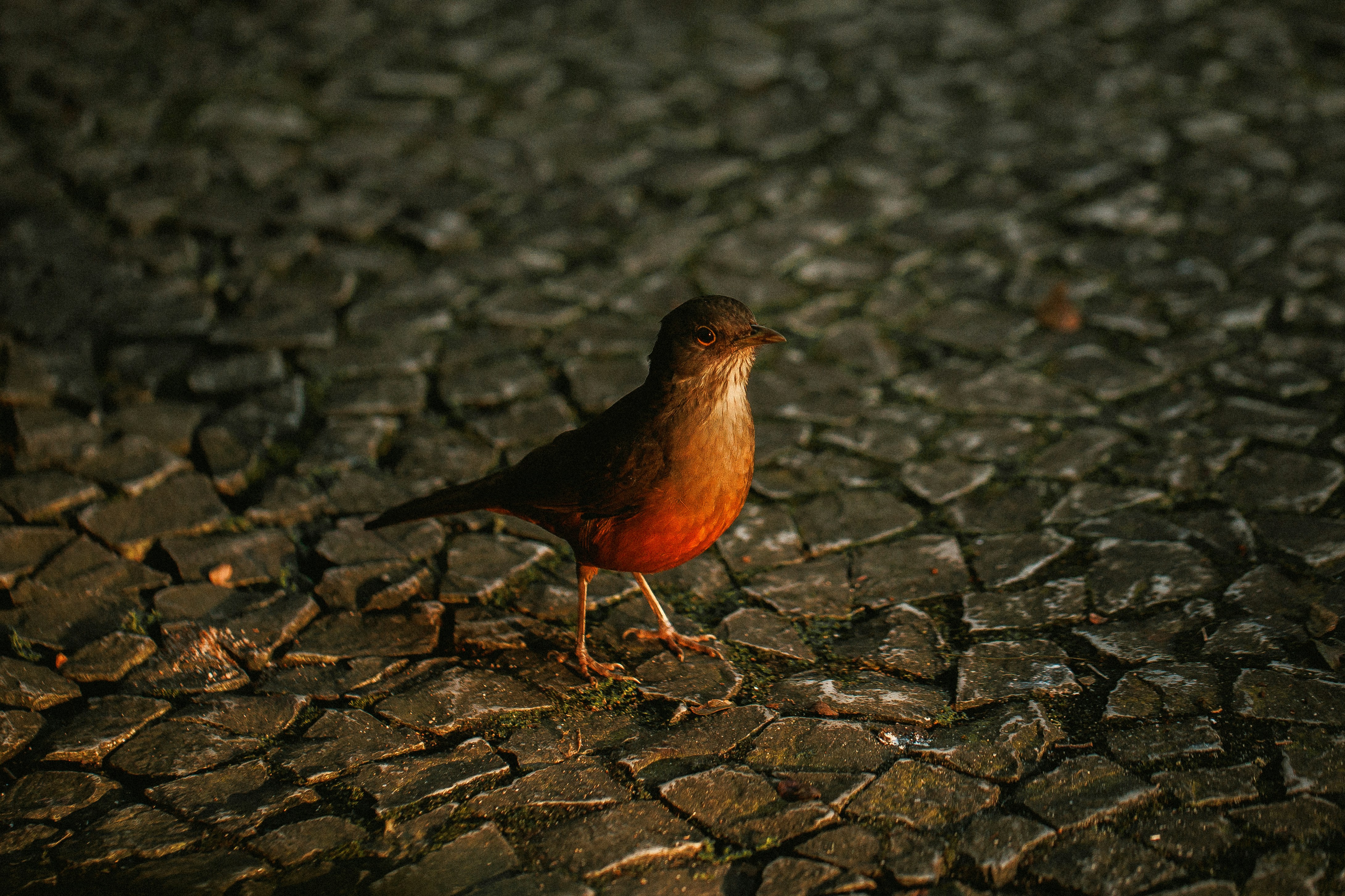 Red-breasted Rail of the Cobblestone Street