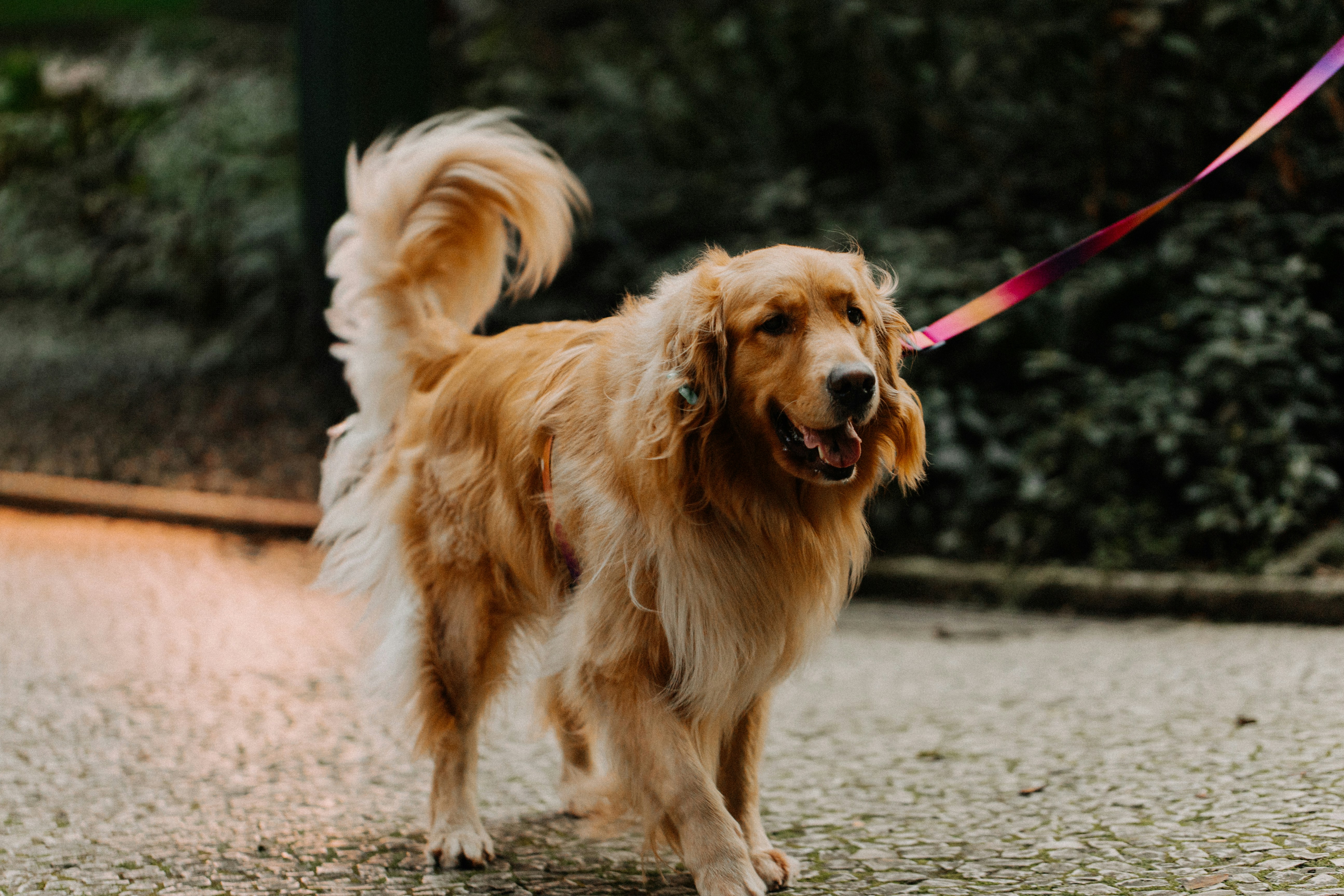 Golden Leash: A Gleeful Stroll in the Park