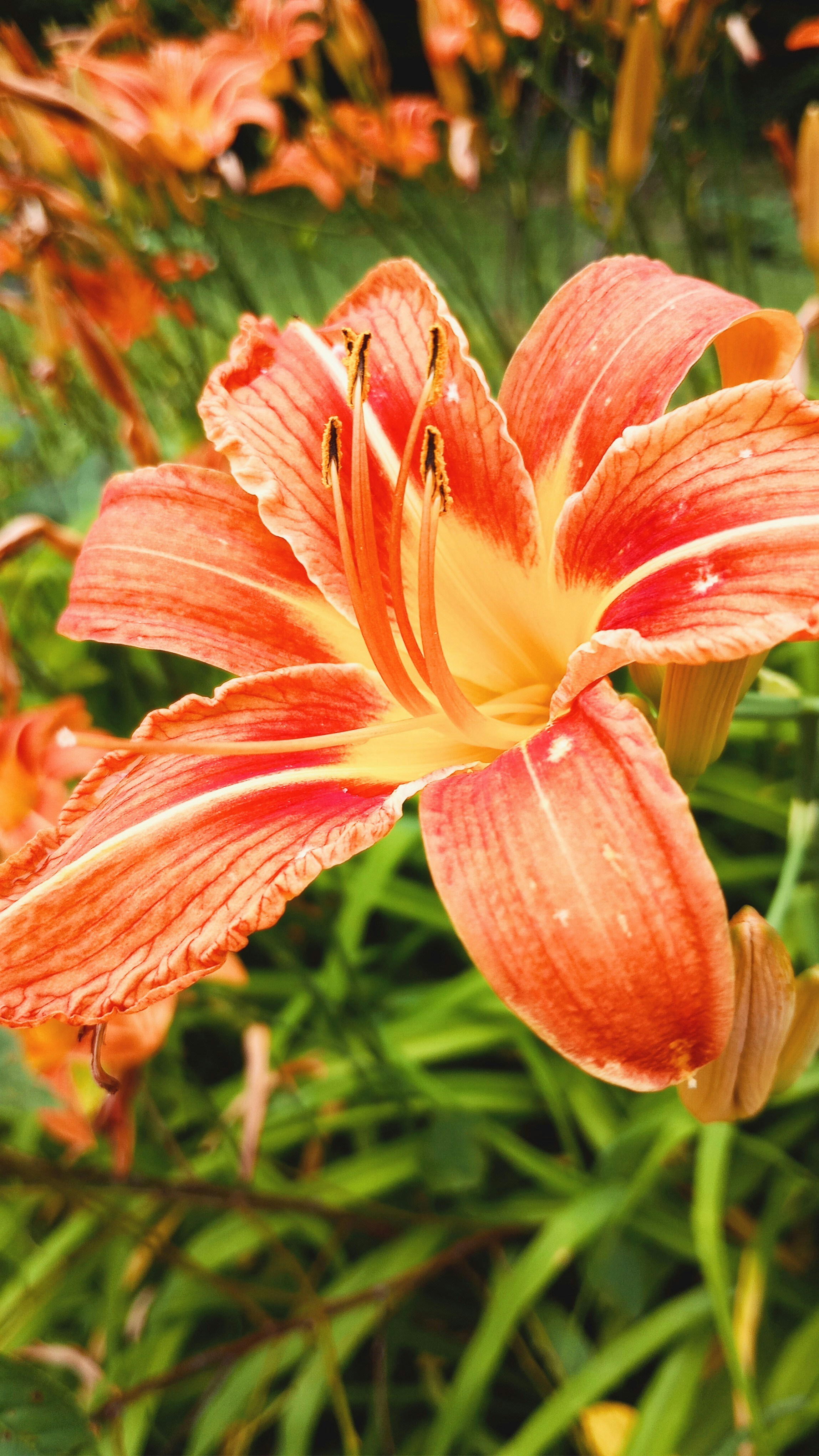 Orange Lily in Bloom: Close-Up of Petals and Stamen Burst