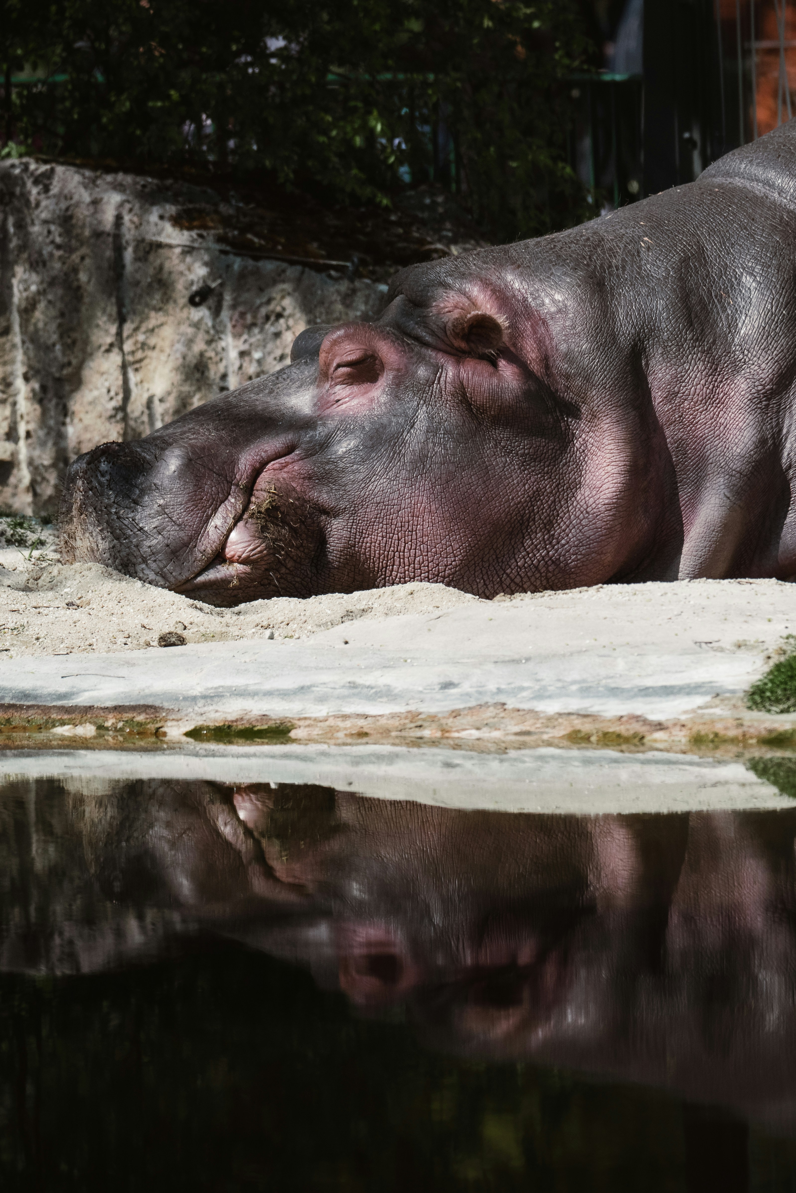 Lulled Giant: Hippo at Rest by Reflective Pool