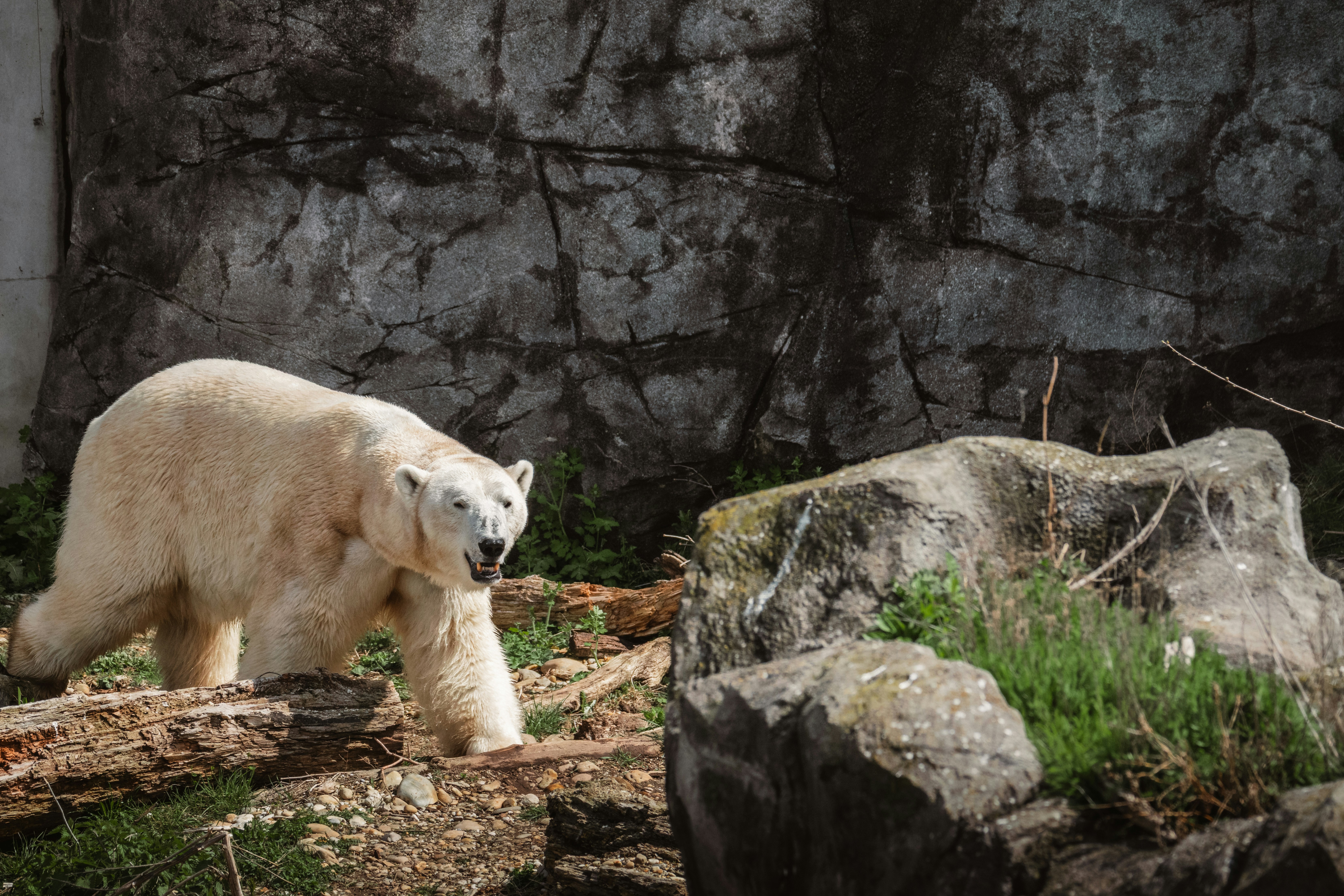 Polar Giant among Stones and Logs