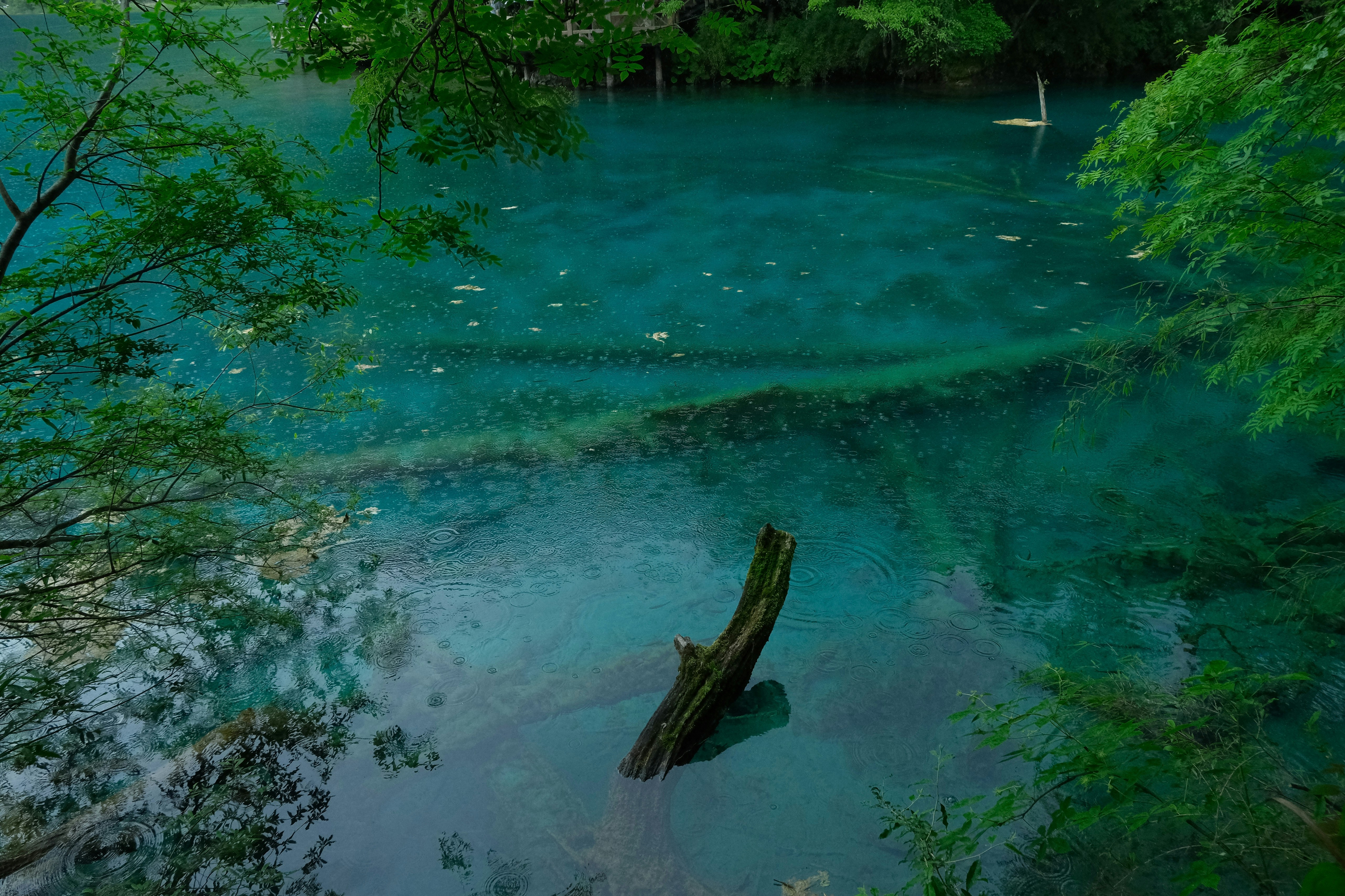 Emerald Mirror: Teal Waters Framing a Sunken Log