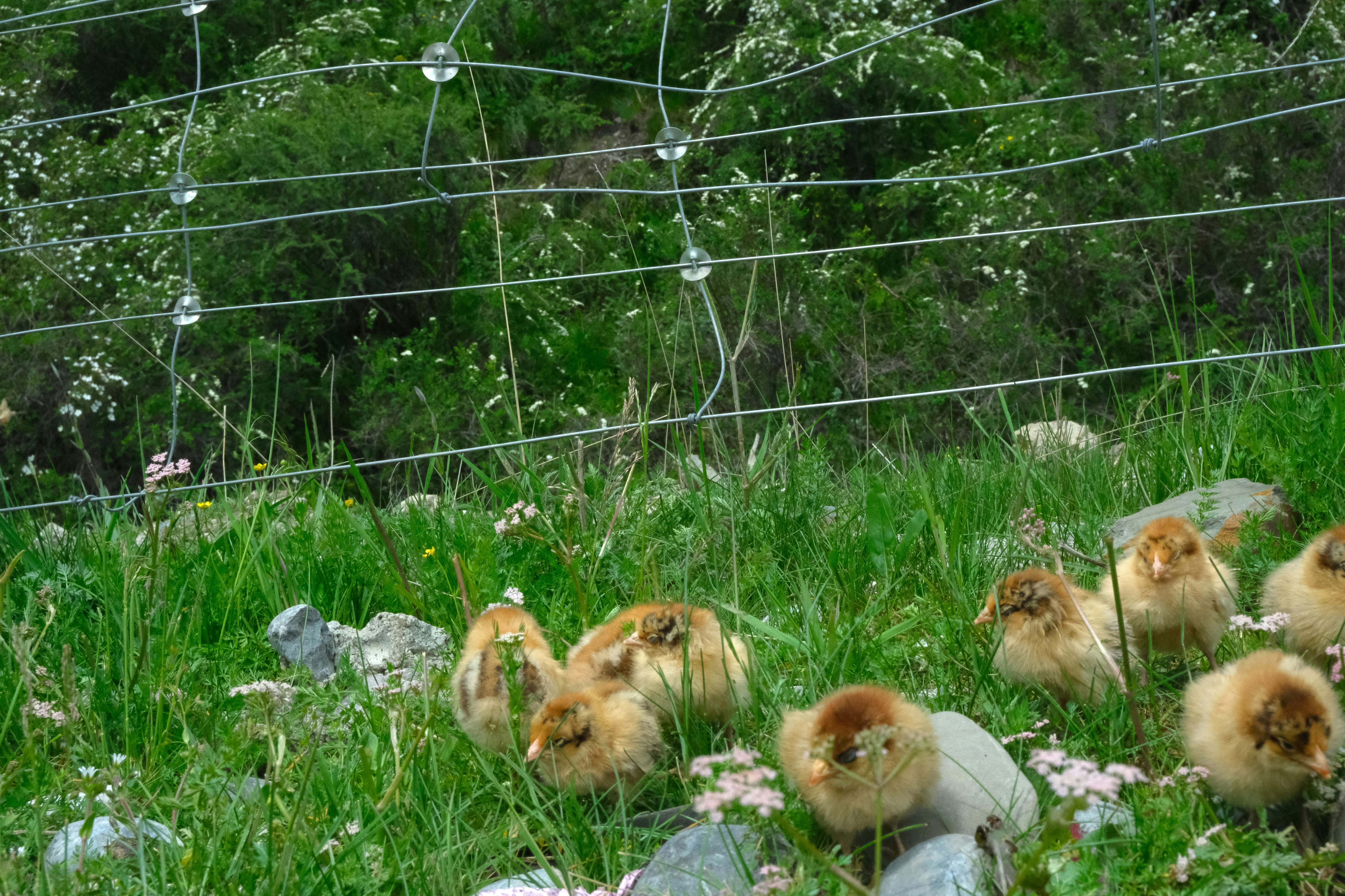 Sunny Coop: A Flock of Chicks Foraging in a Flower-Strewn Meadow