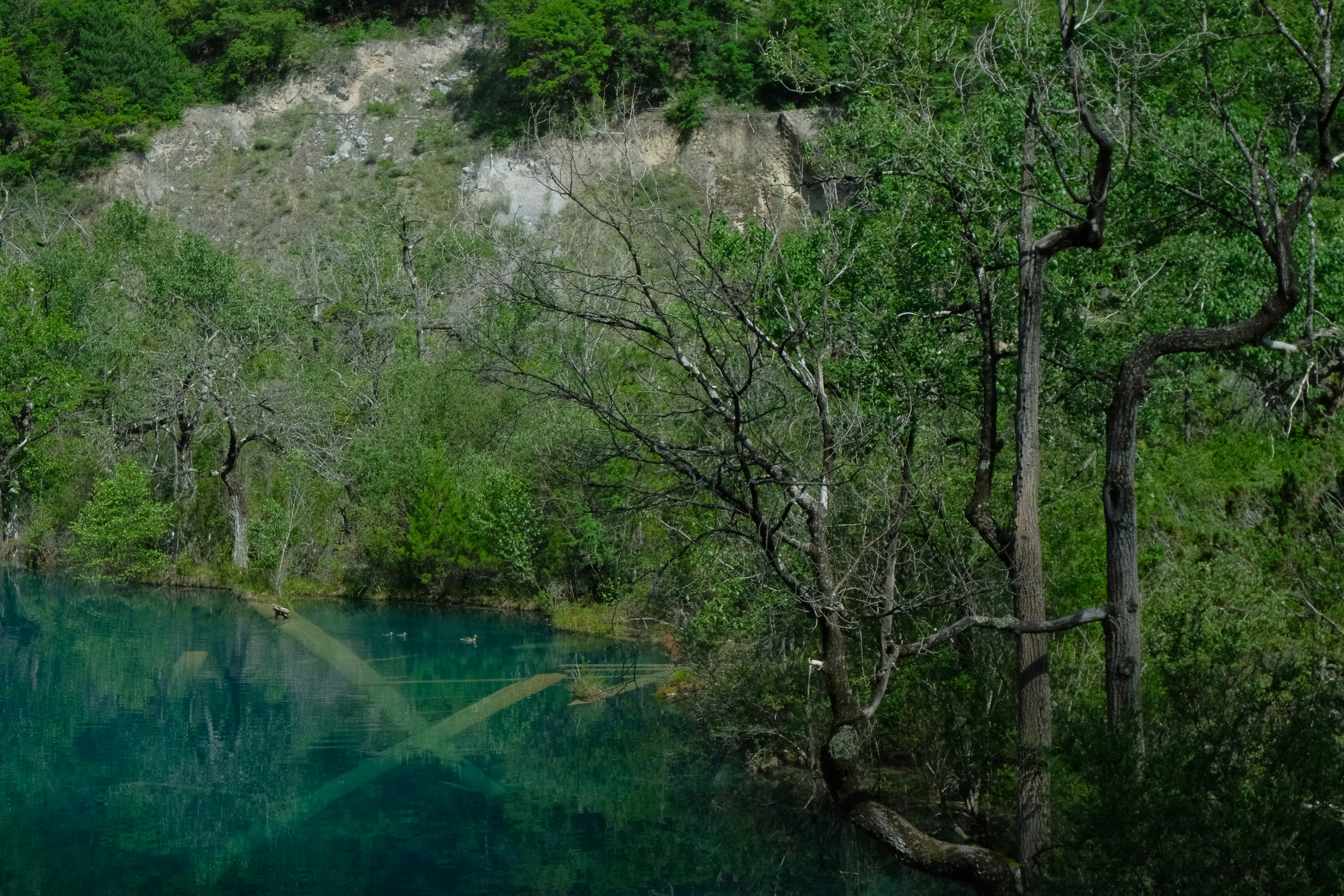 Emerald Refuge: Trees Fringing a Quiet Glacial Pool