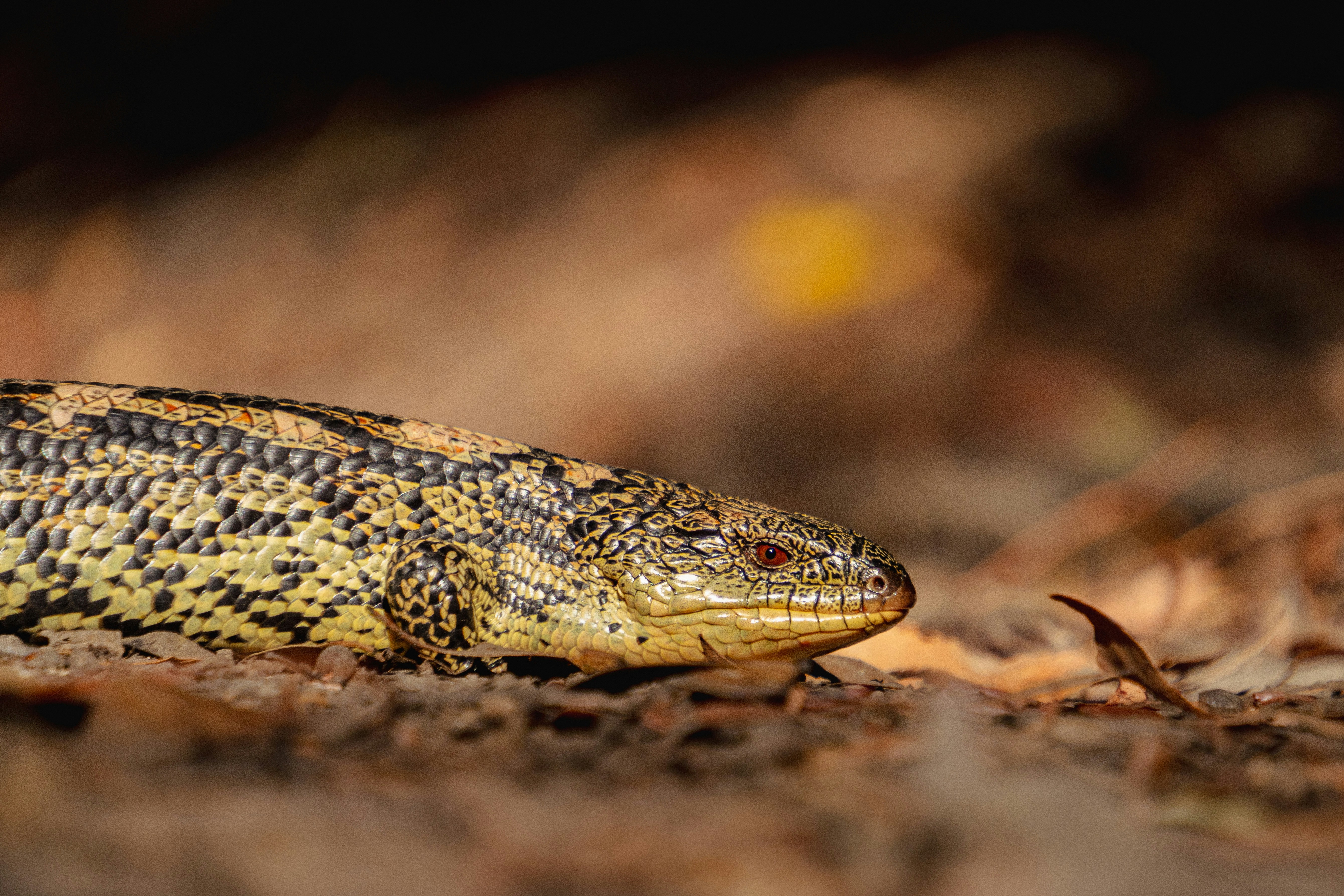 Low-Angle Hiss: A Reptilian Glide Amid Leaf Litter